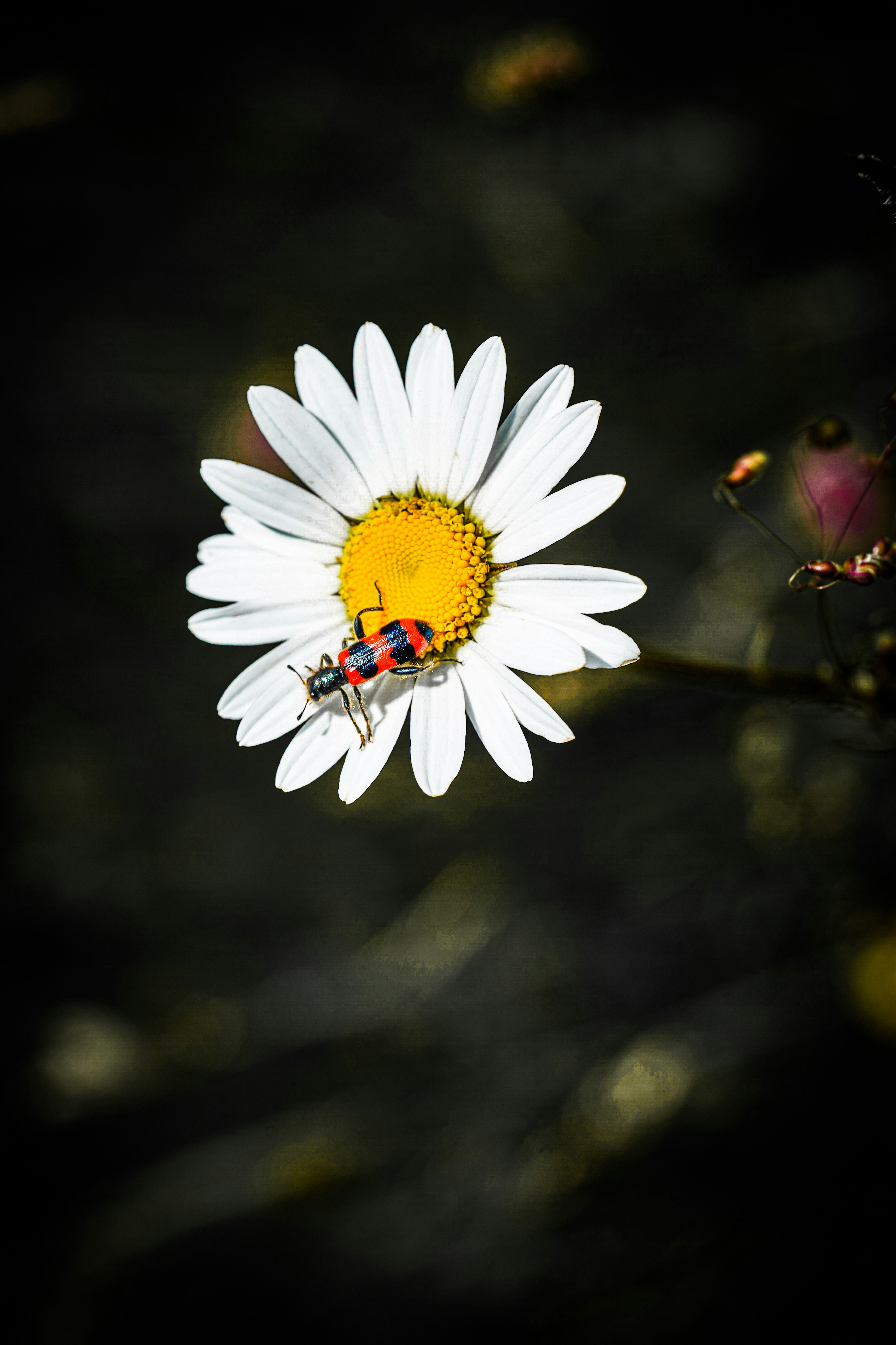 Hovering Beetle on a Daisy: A Moment of Color and Light