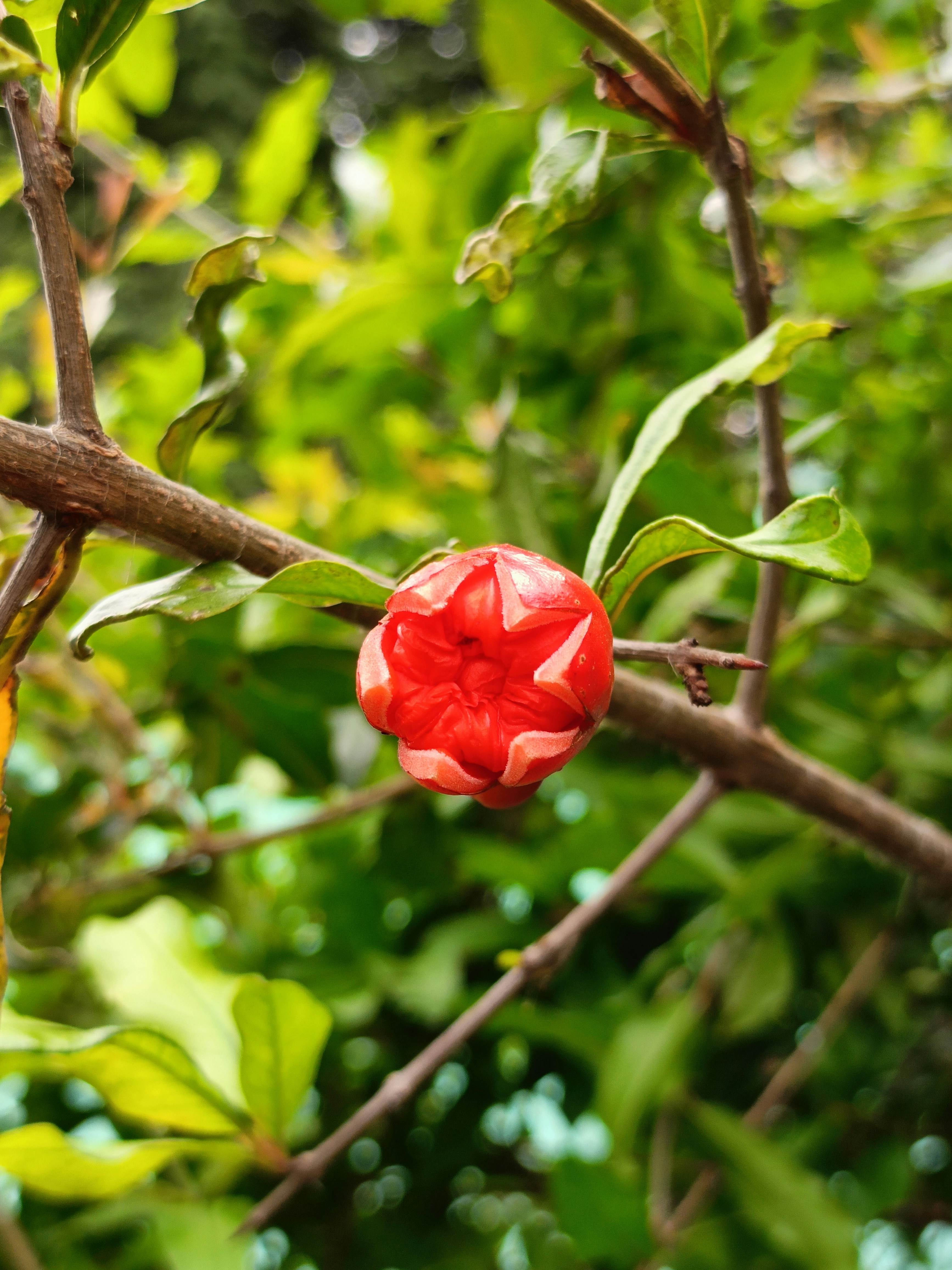 Photo by P Anosh with Realme 11x