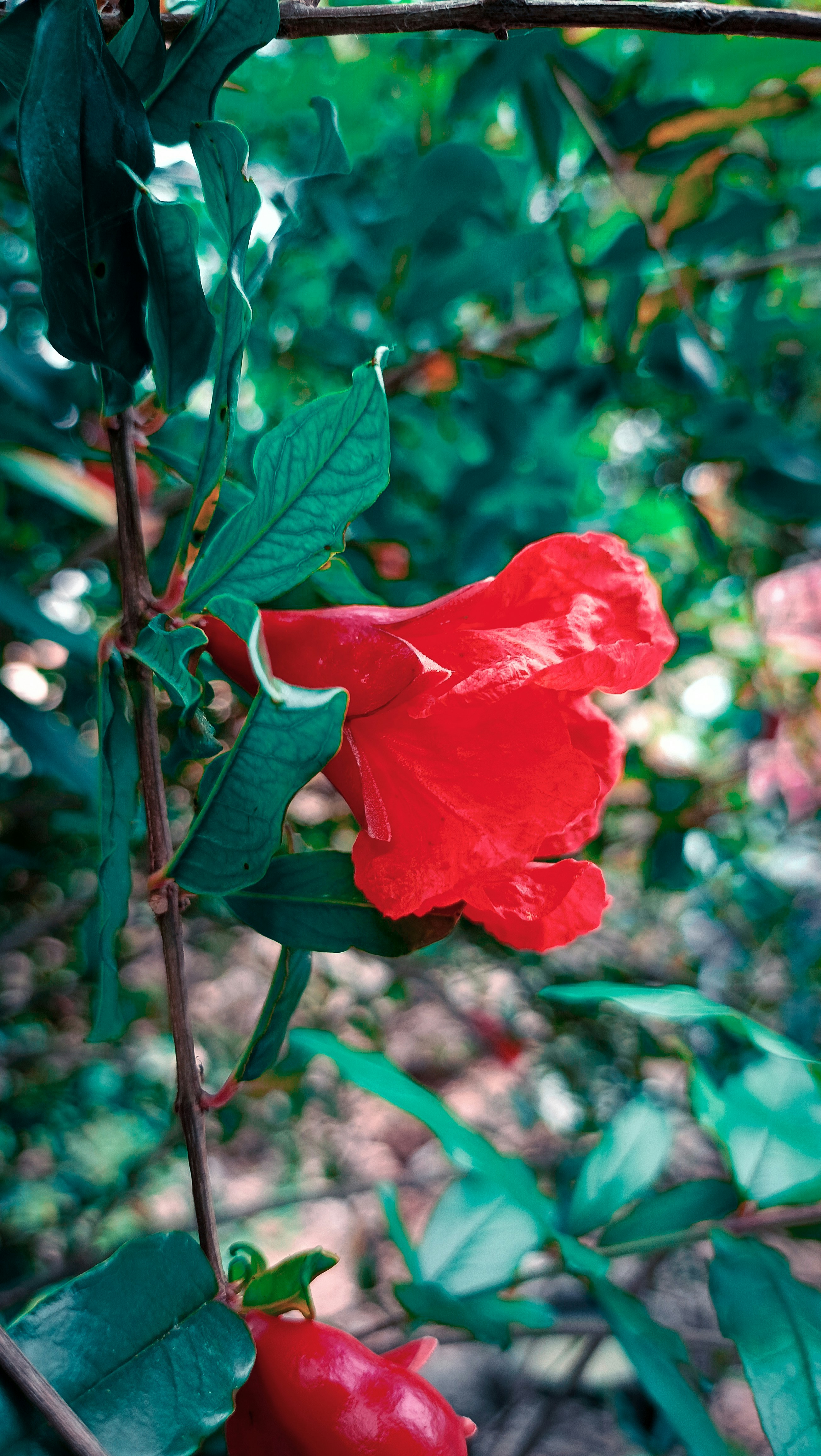 Photo by P Anosh with Realme 11x