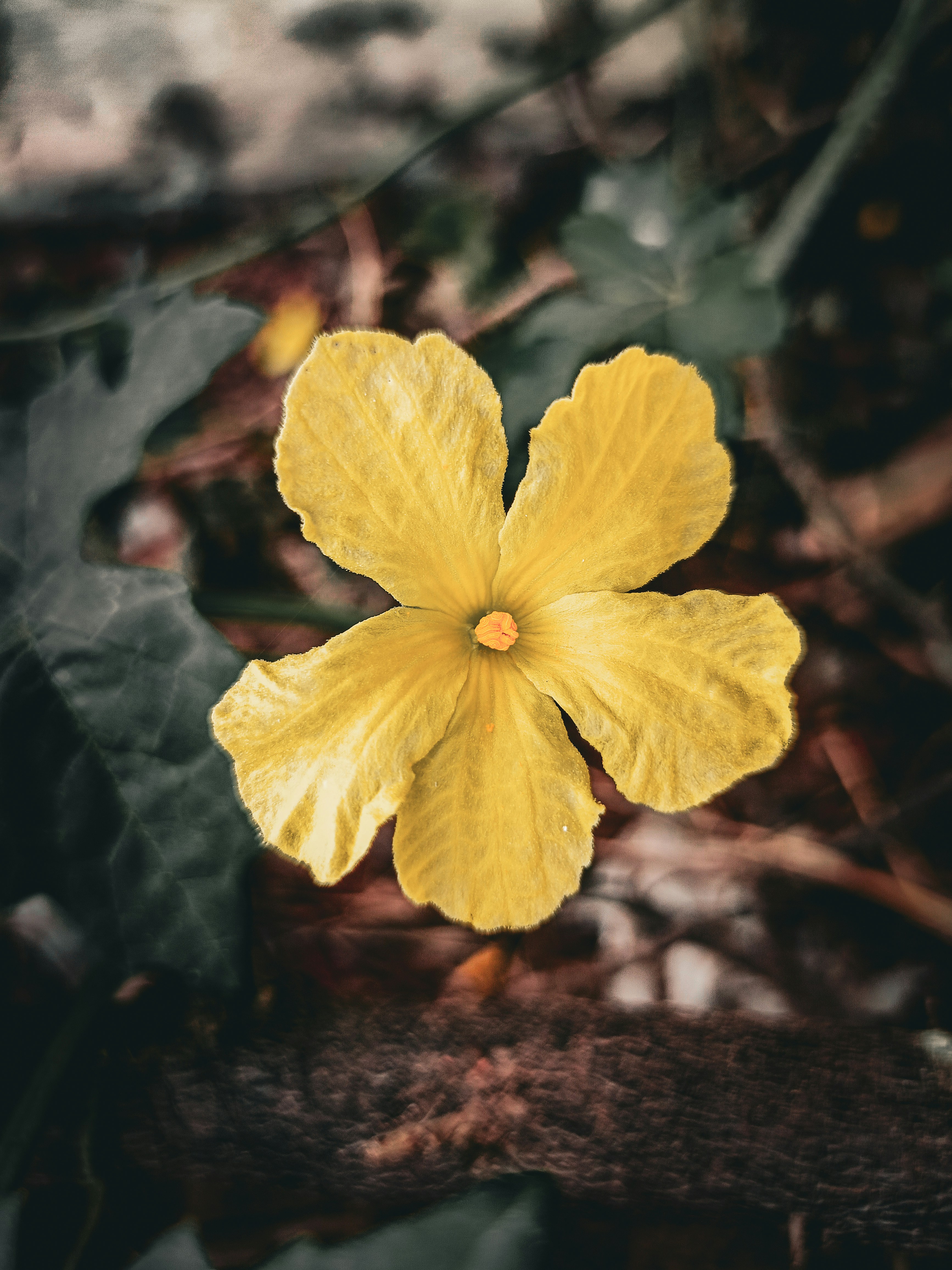 Close-up photograph of a four-petaled yellow flower with a soft, blurred background of leaves and wood. The shot highlights fine petal texture and warm color in a natural setting.