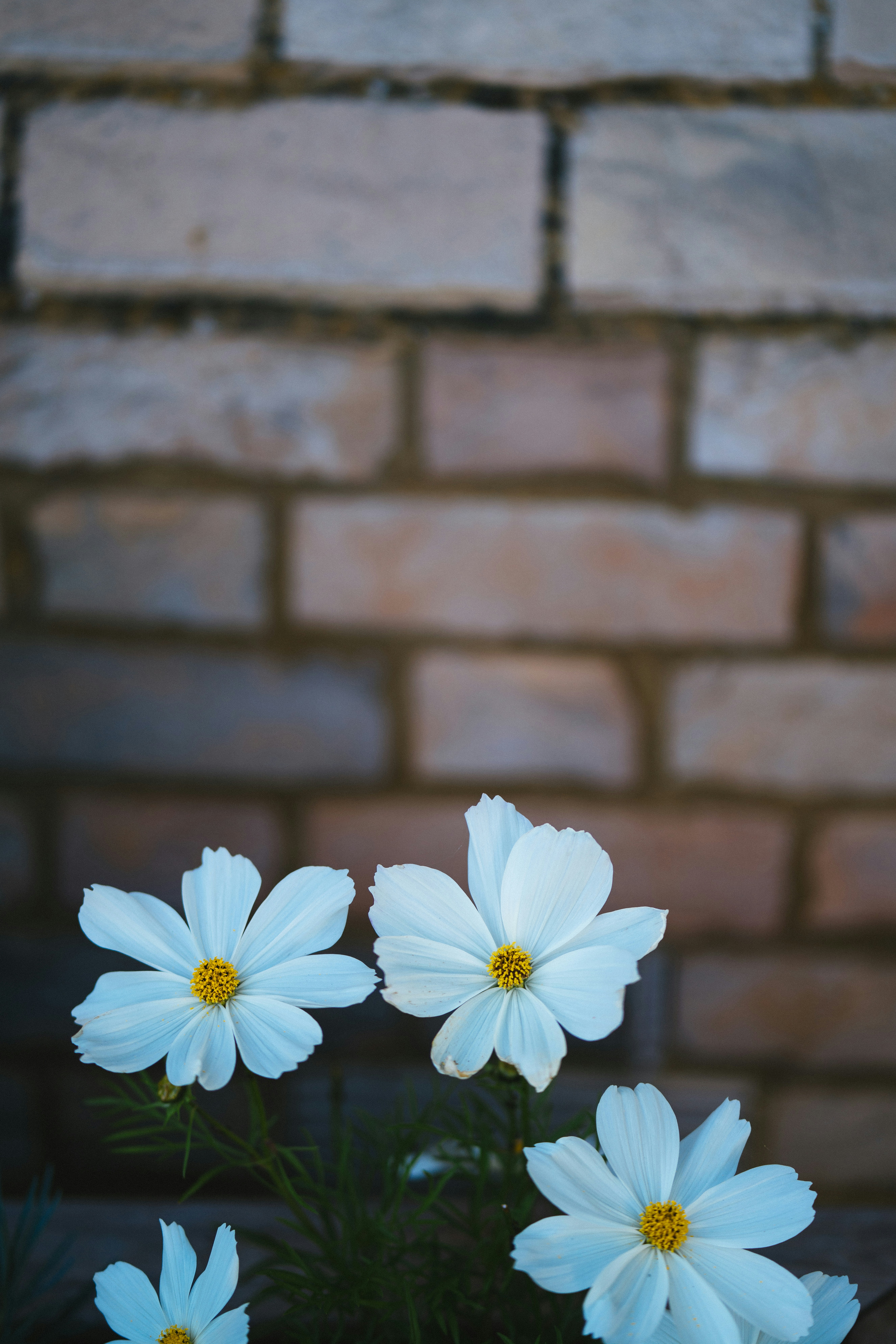 Happy Flowers Pictures | Download Free Images on Unsplash