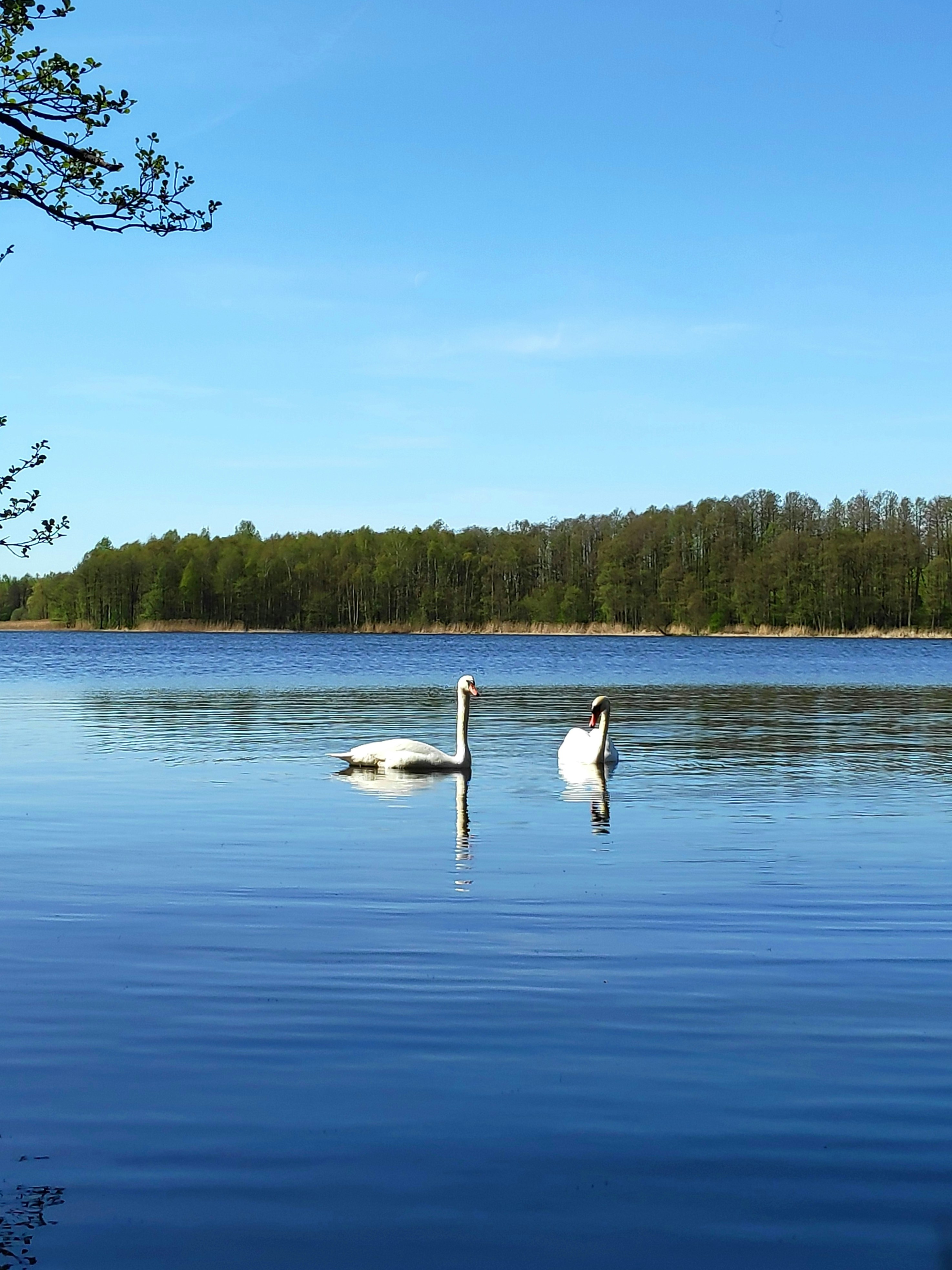 Glass-Lake Duet: Two Swans on a Calm Spring Lake