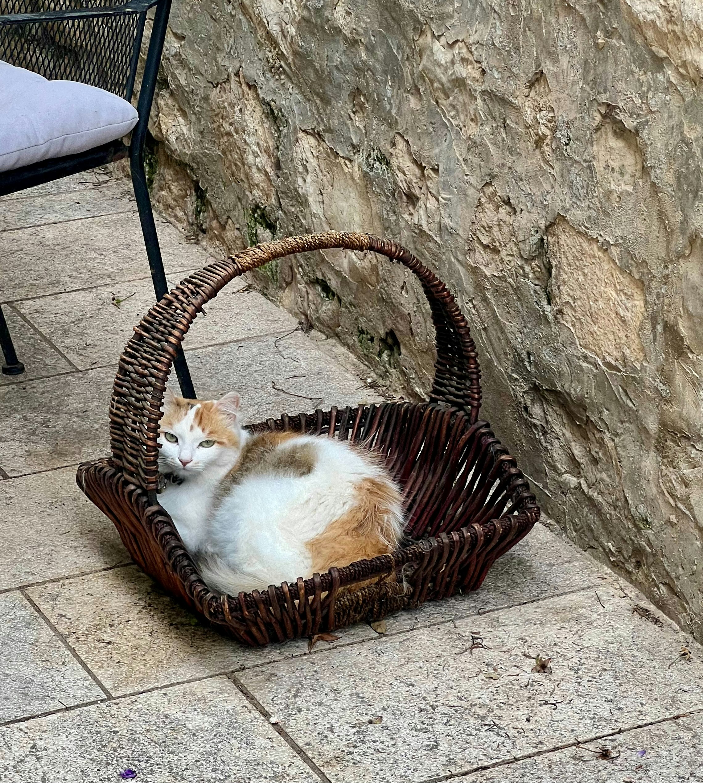 Cozy Orange-White Cat Nestled in a Wicker Basket Against a Stone Wall