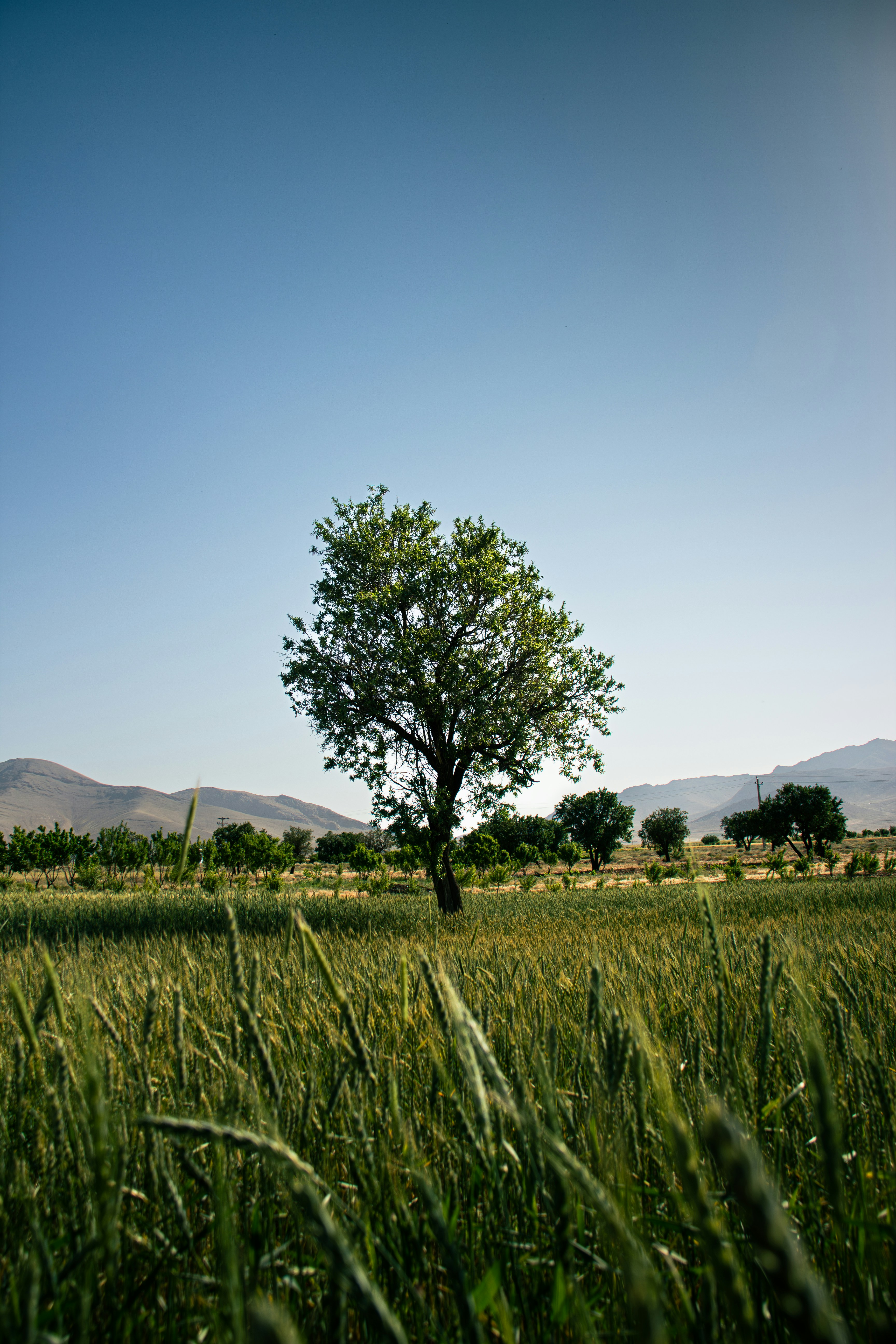 A lone tree in a field with mountains in the background photo – Free ...