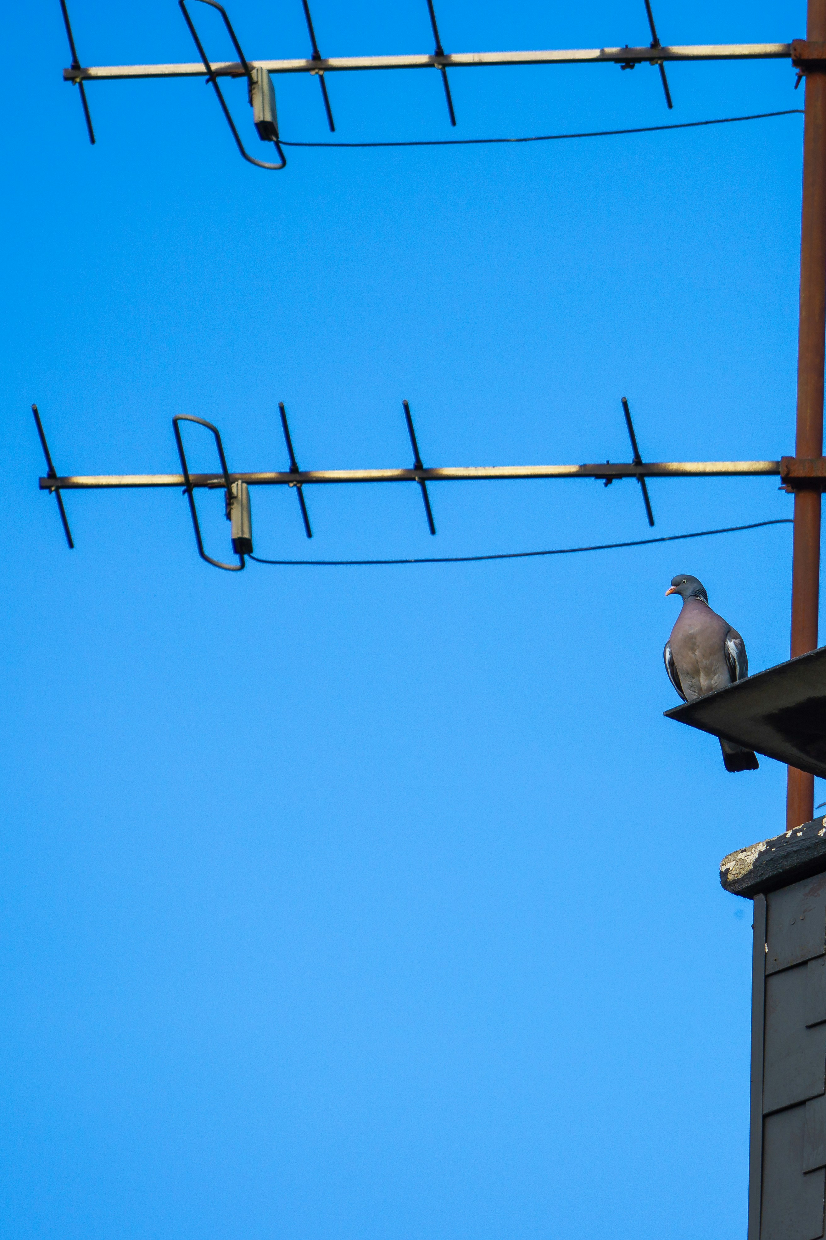 Pigeon on the Rooftop Verge Beneath a Cobalt Sky