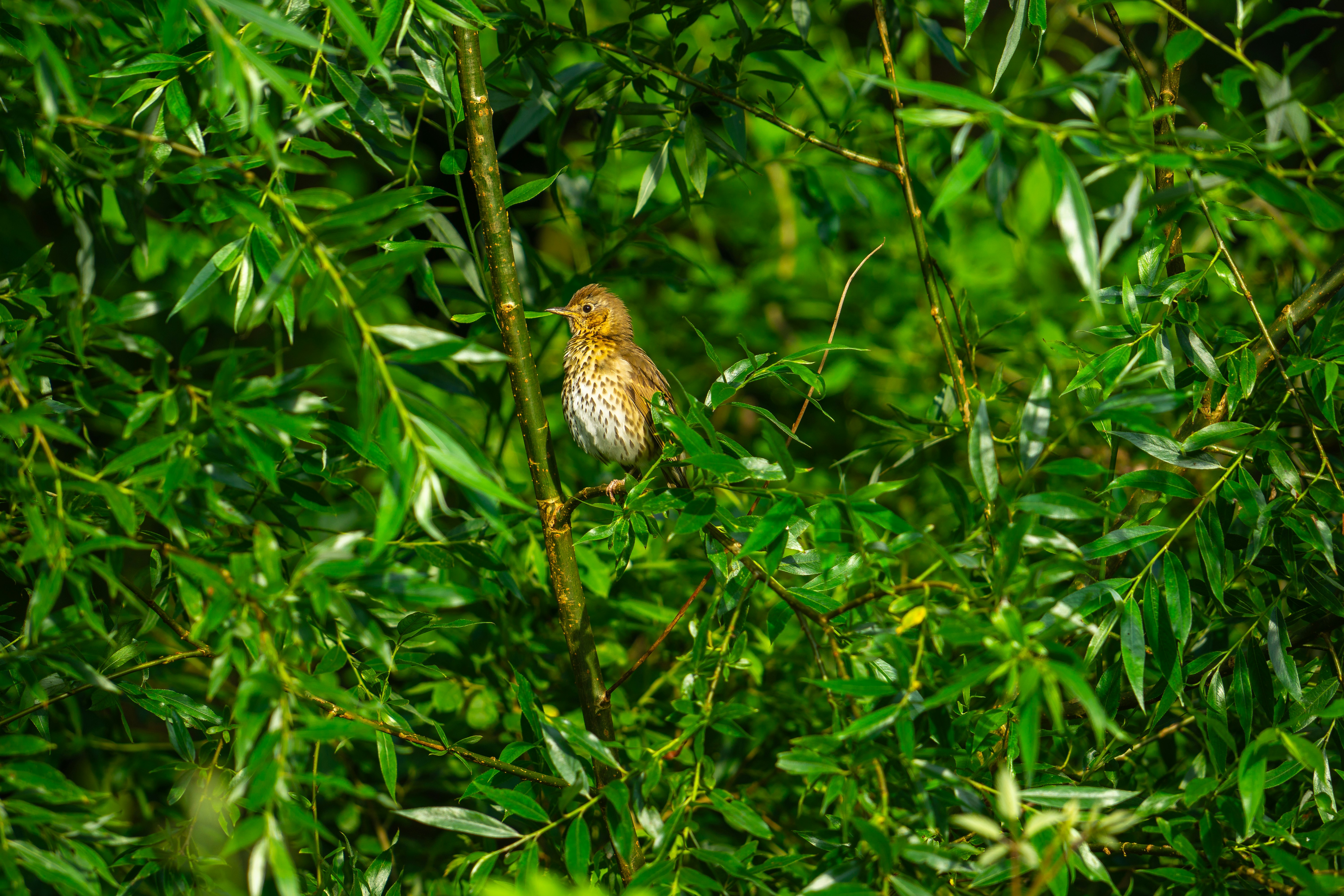 Hidden Songbird Among Green Threads
