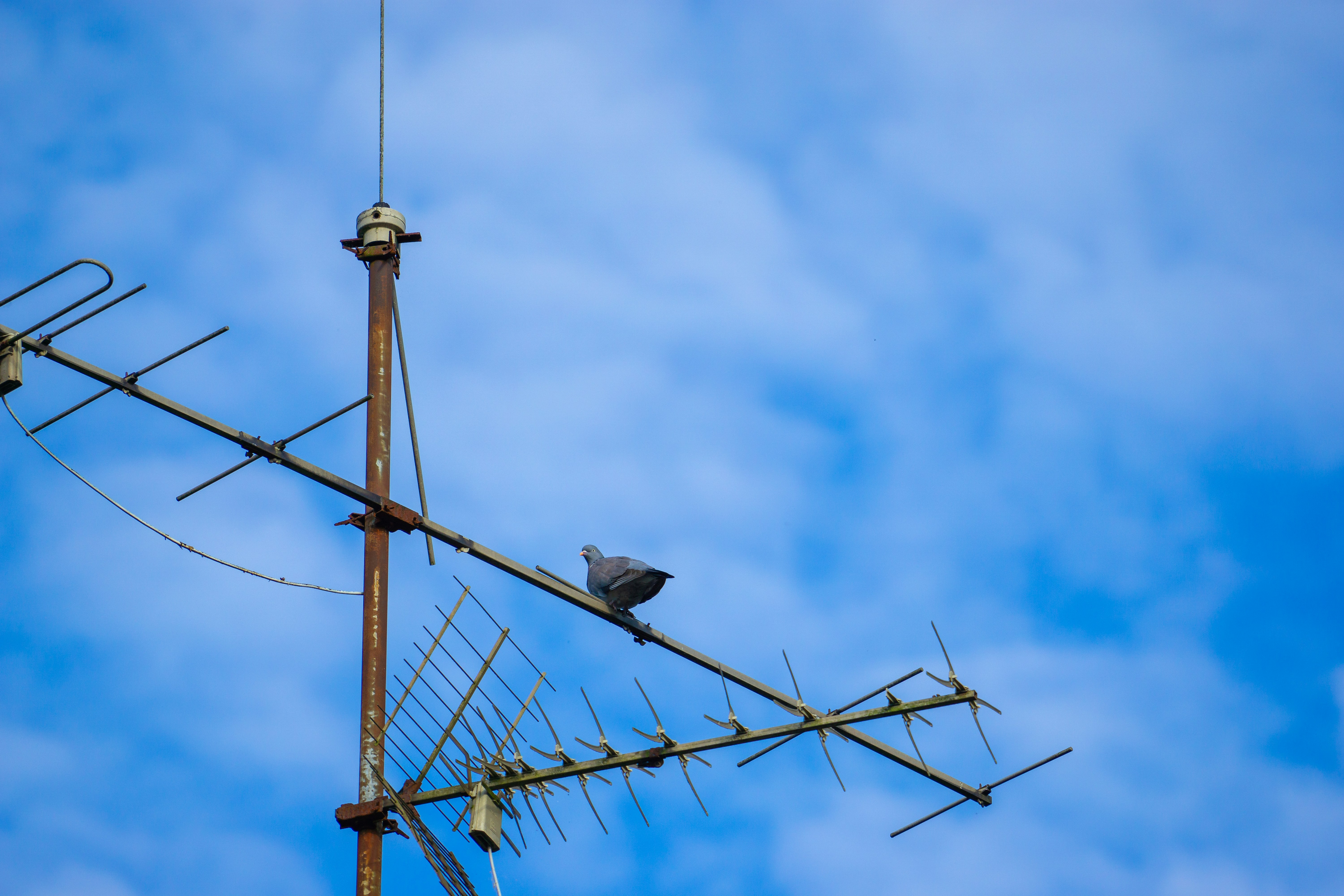 Pigeon on a Weathered Antenna Beneath a Clear Blue Sky
