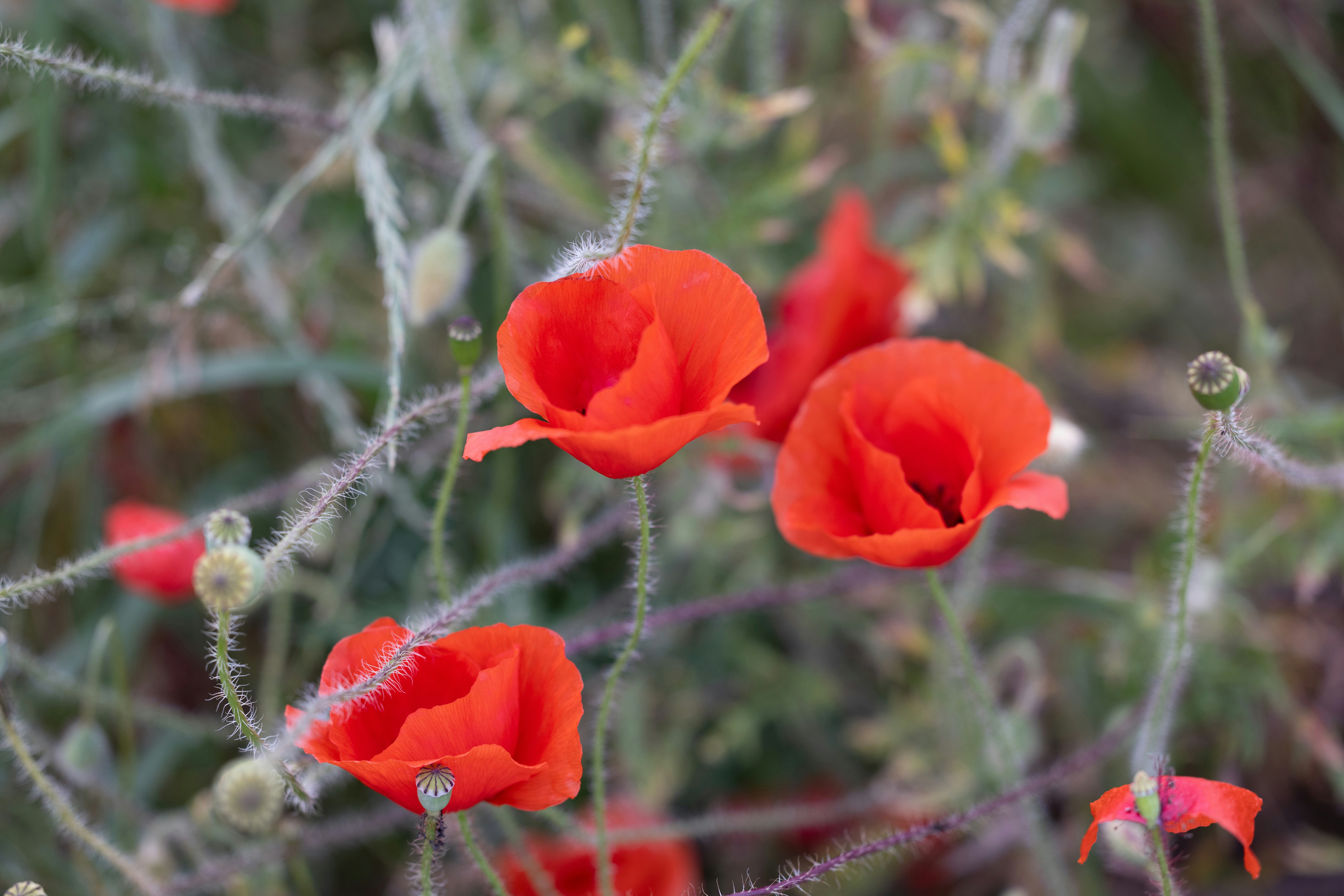 Crimson Cups in a Dreamy Spine of Thorns