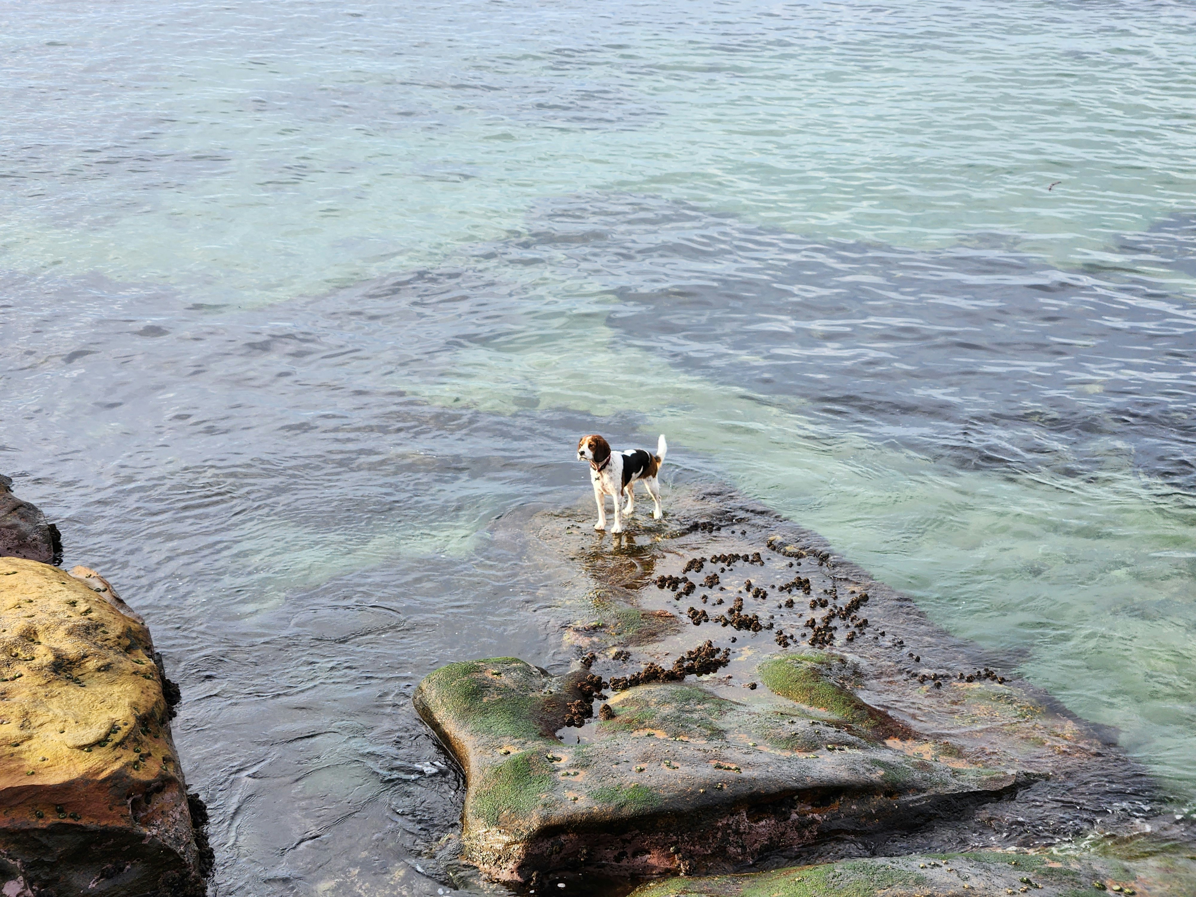 Rockbound Pup: A Coastal Moment on Turquoise Waters