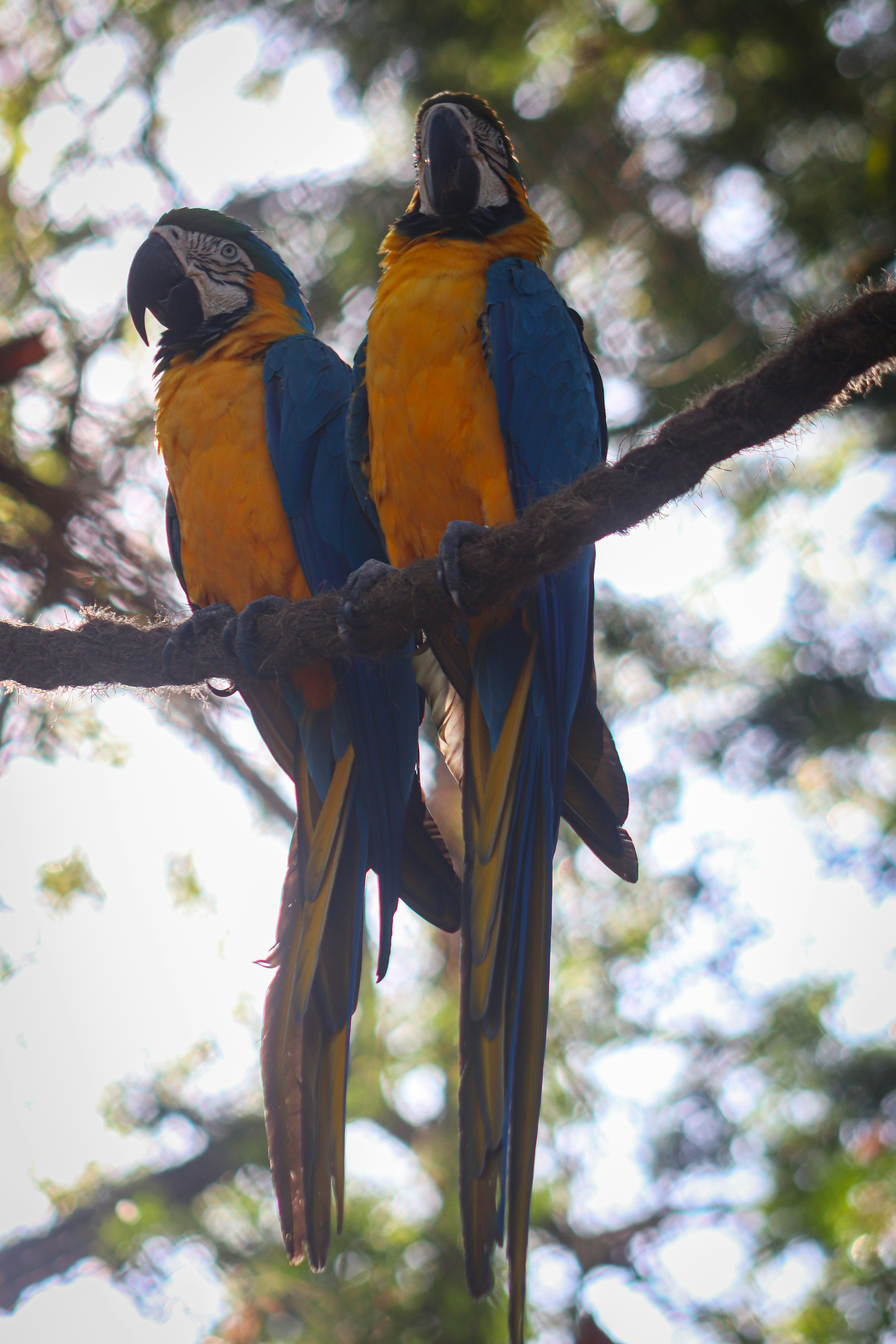 Perched in Color: Two Blue-and-Yellow Macaws on a Sunlit Branch