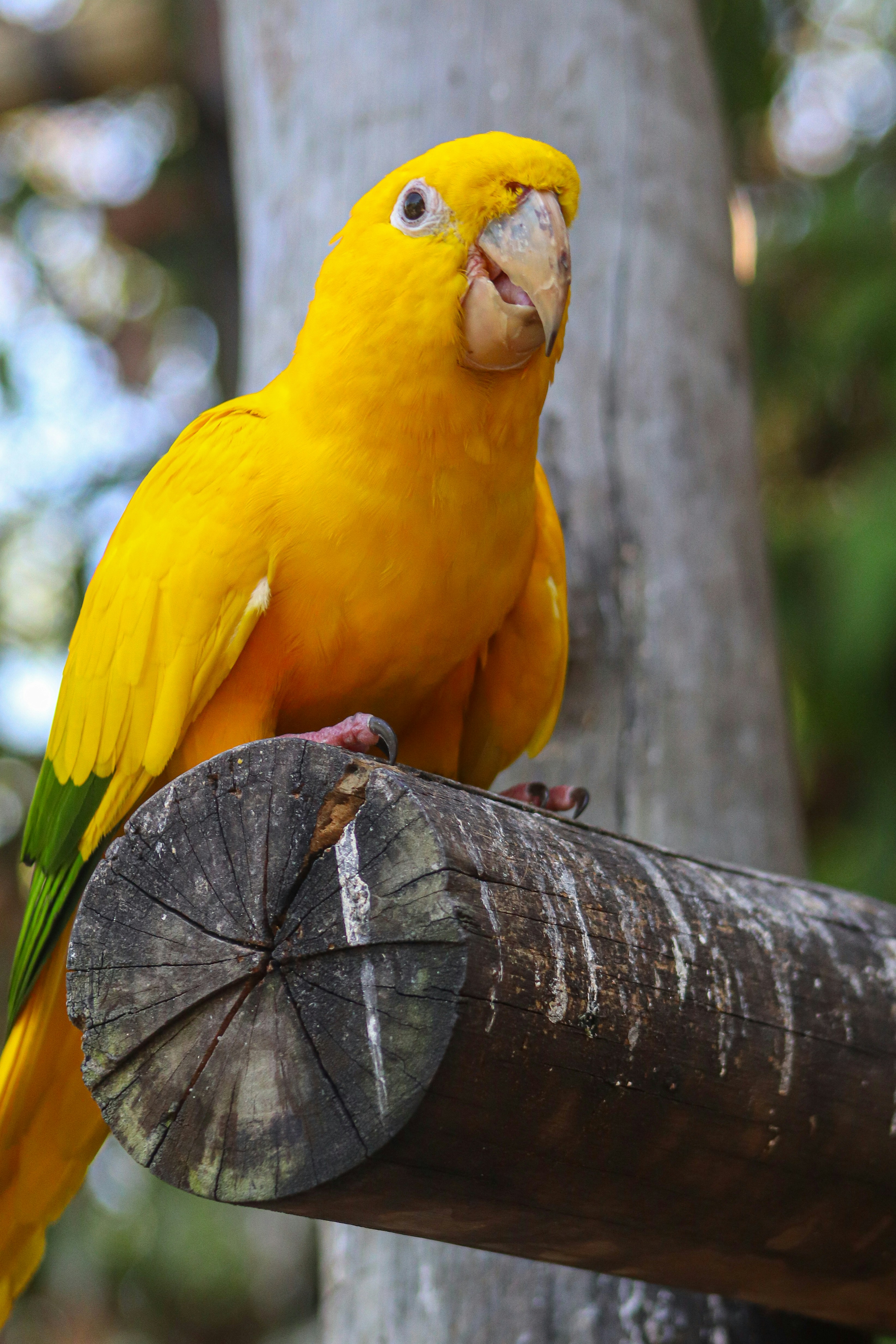 Golden Macaw Perched on a Weathered Log: A Burst of Color