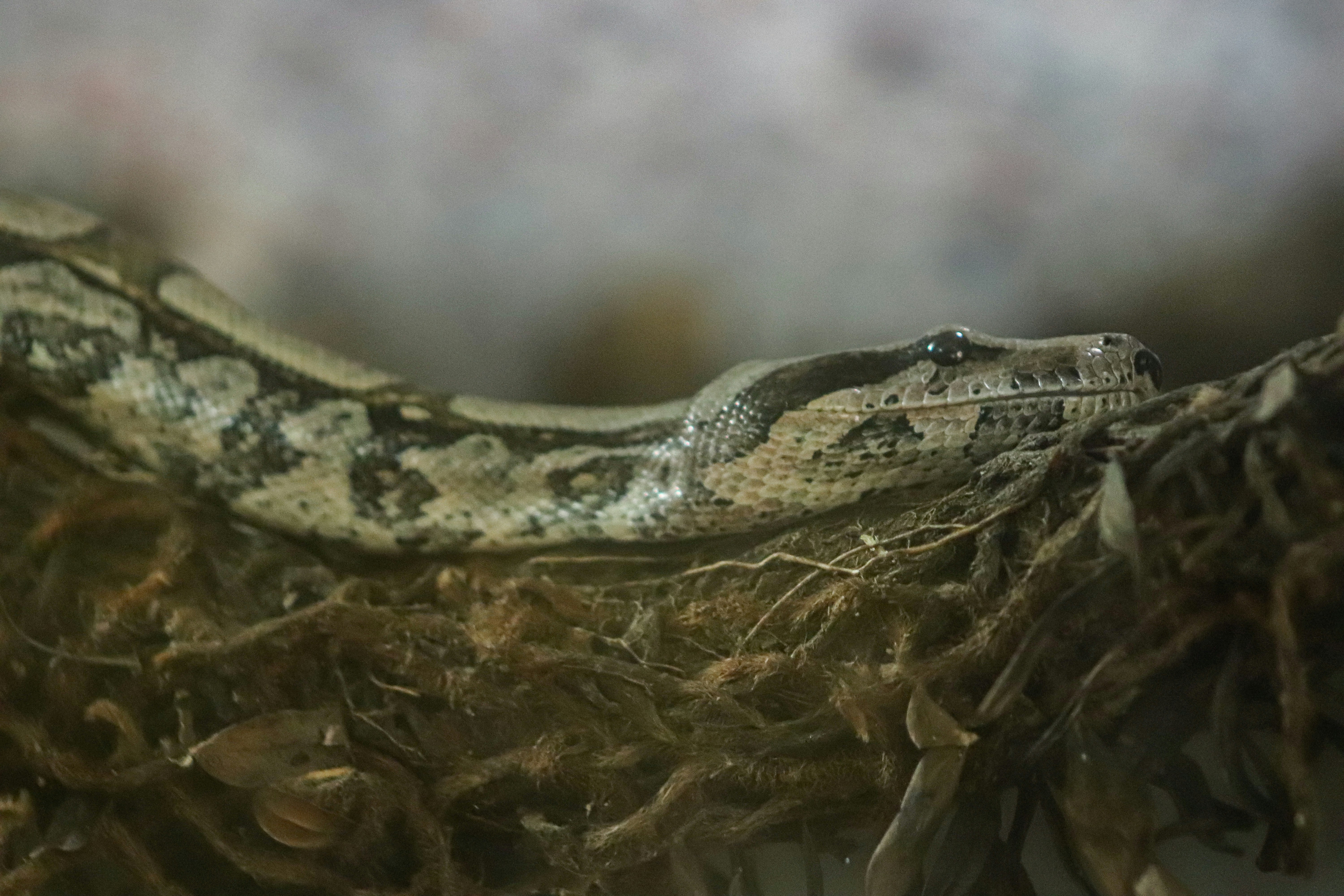 A snake that is laying down in the dirt photo – Free Cobra Image on ...