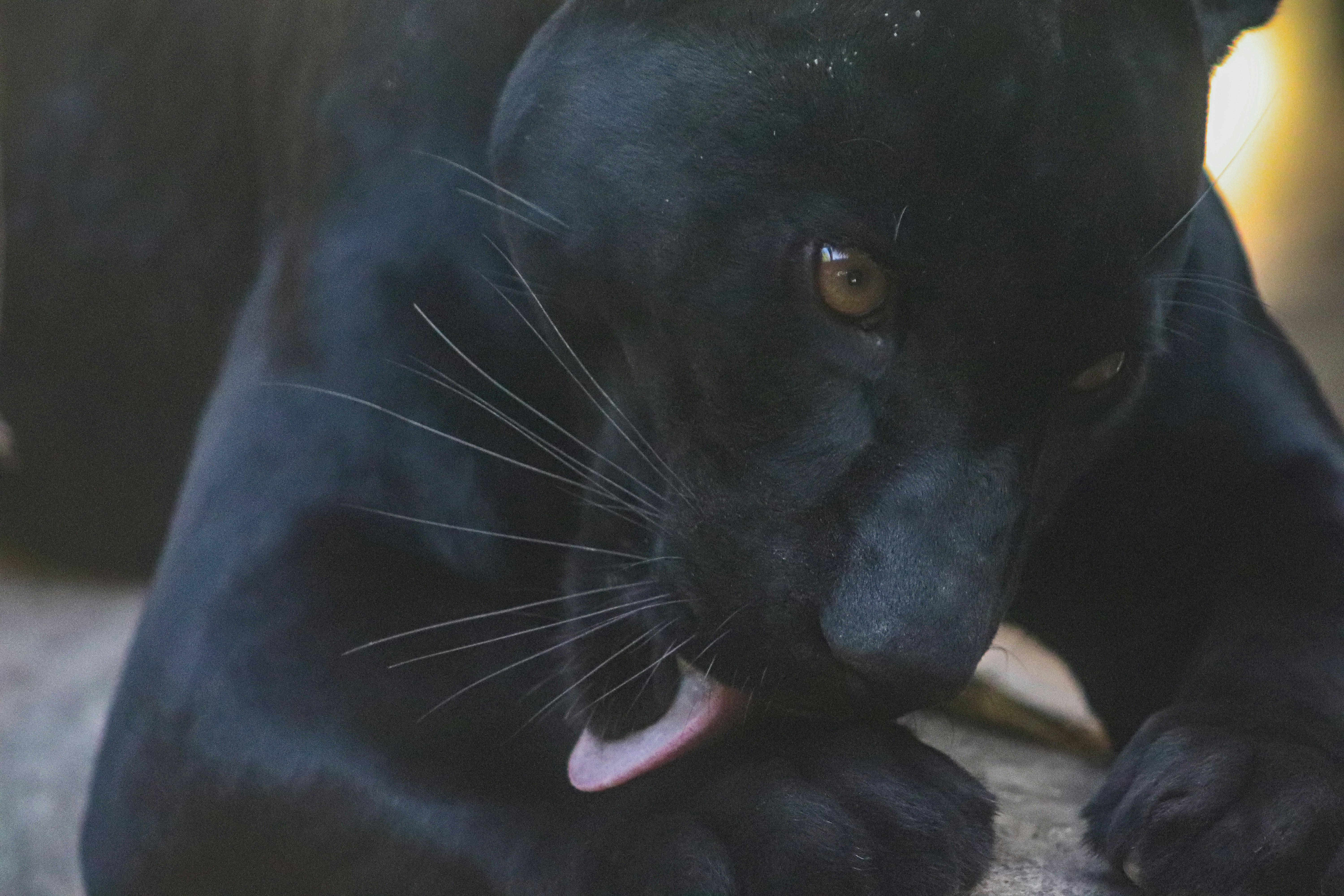 Midnight Velvet: Close-Up of a Black Feline's Gaze