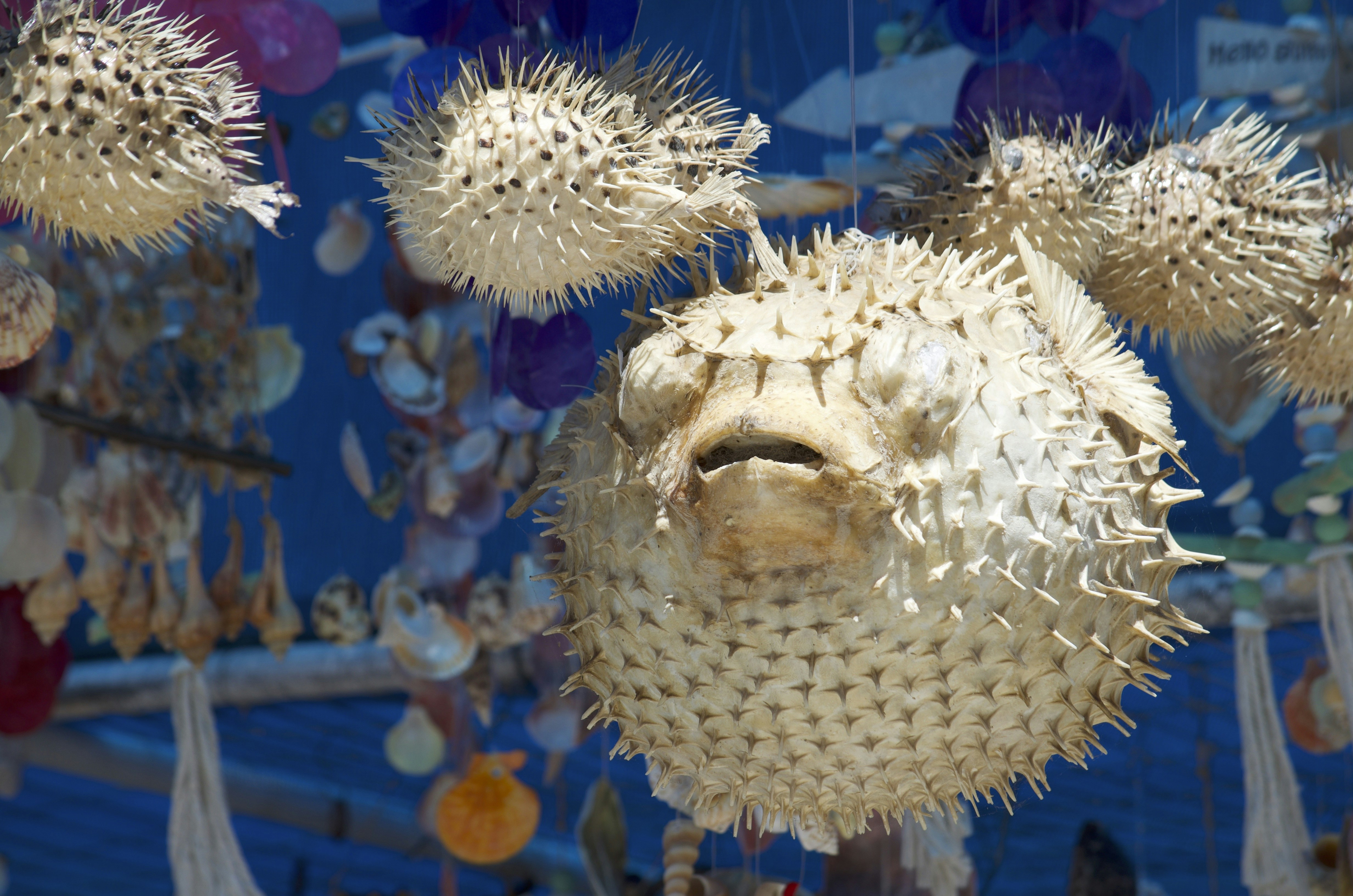 Puffer Fish Pictures | Download Free Images on Unsplash