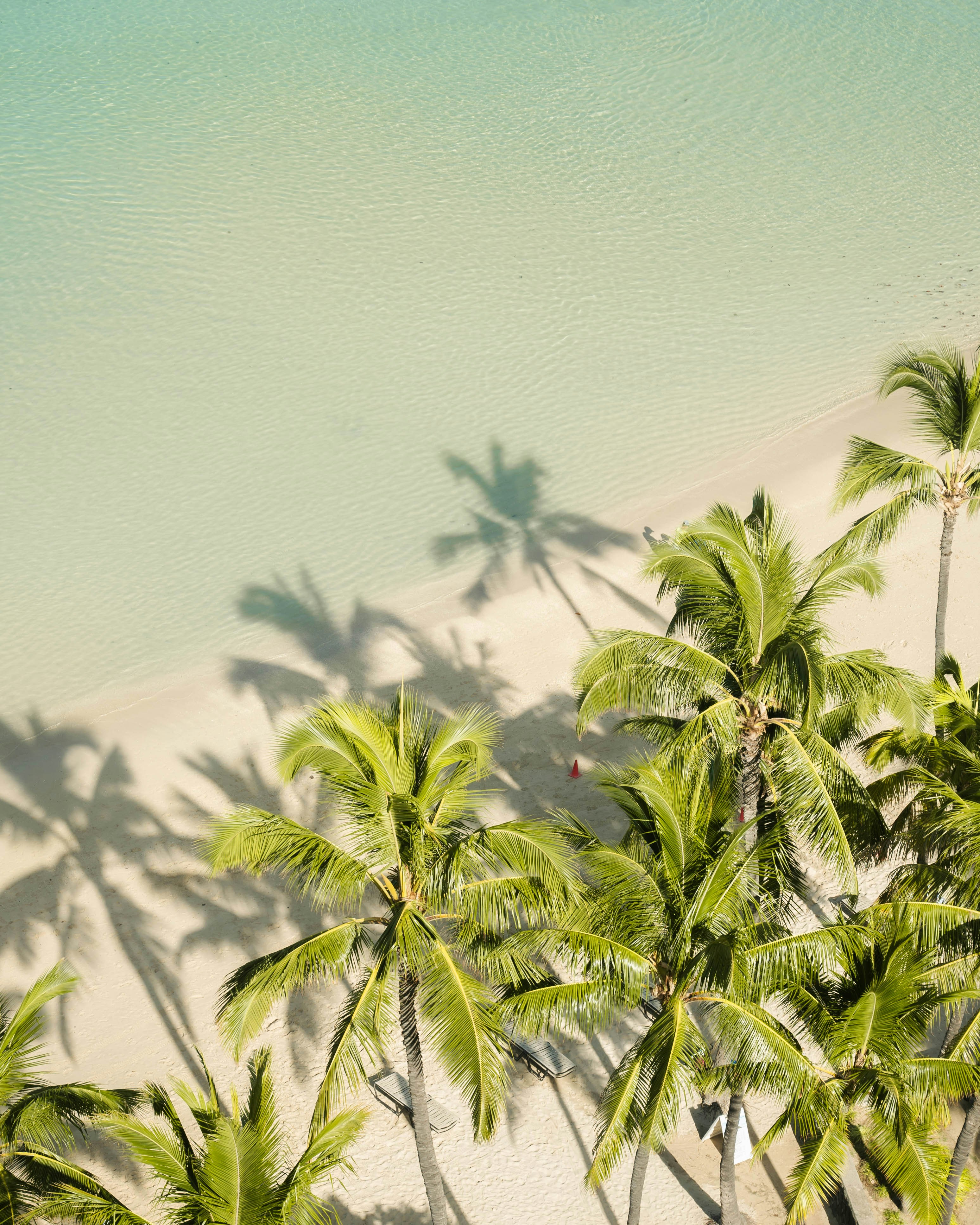 Aerial Palms Over Teal Shore: Sunlit Canopy and Shadowed Sand