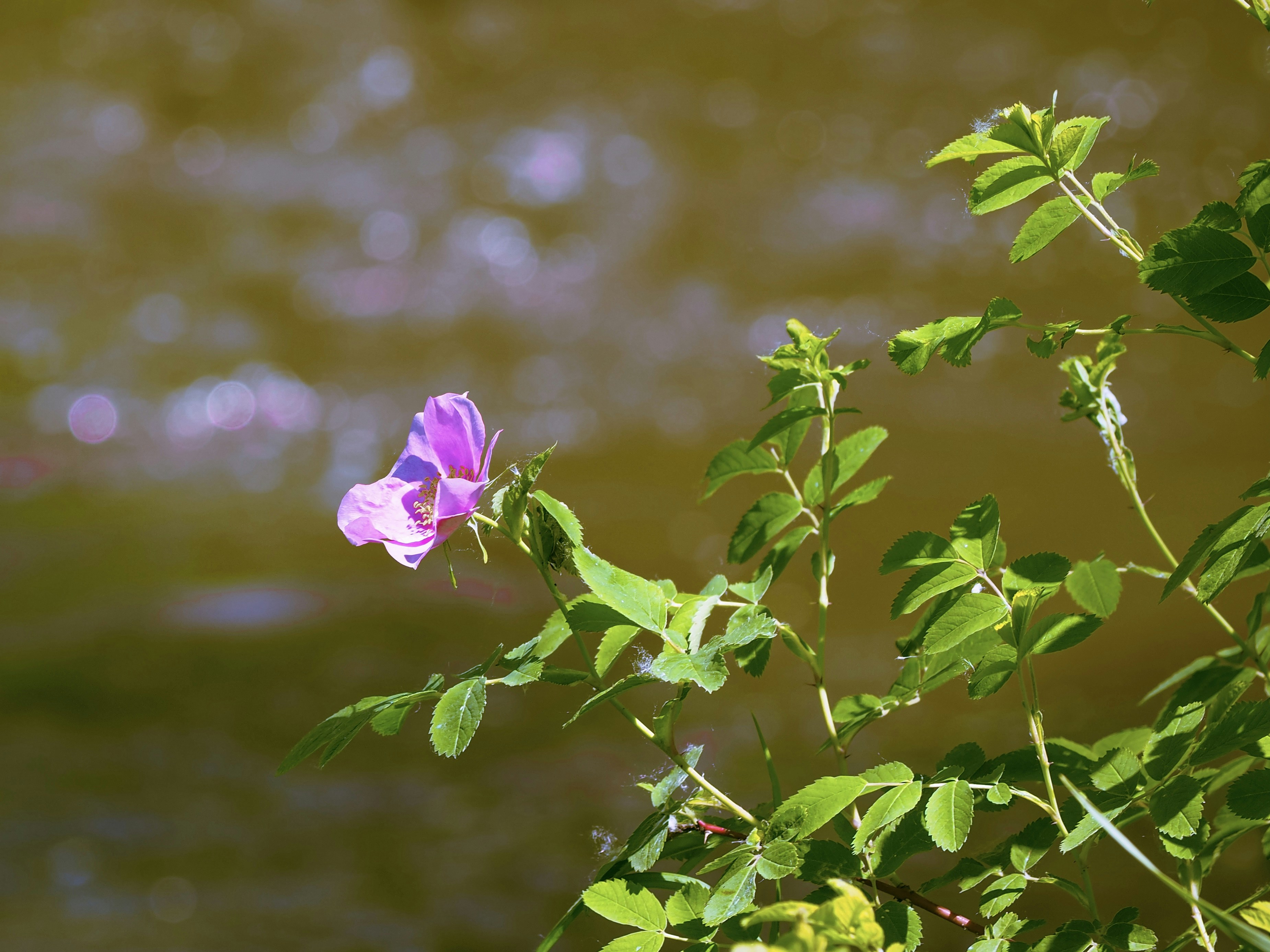 Riverbank Bloom: a pink solitary flower catching the sun among green tendrils