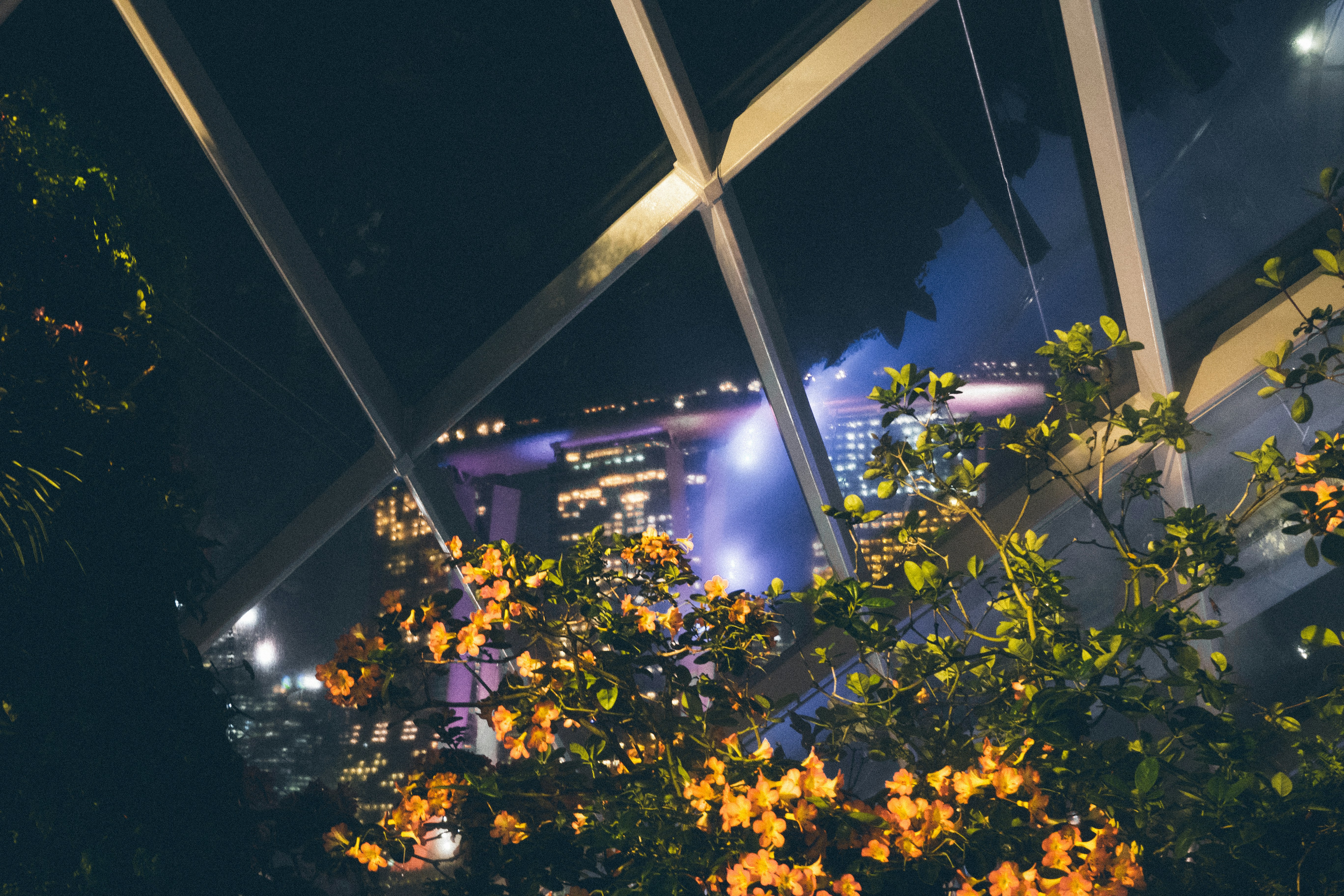 Luminous Veranda: Night Blooms Under a Glass Canopy