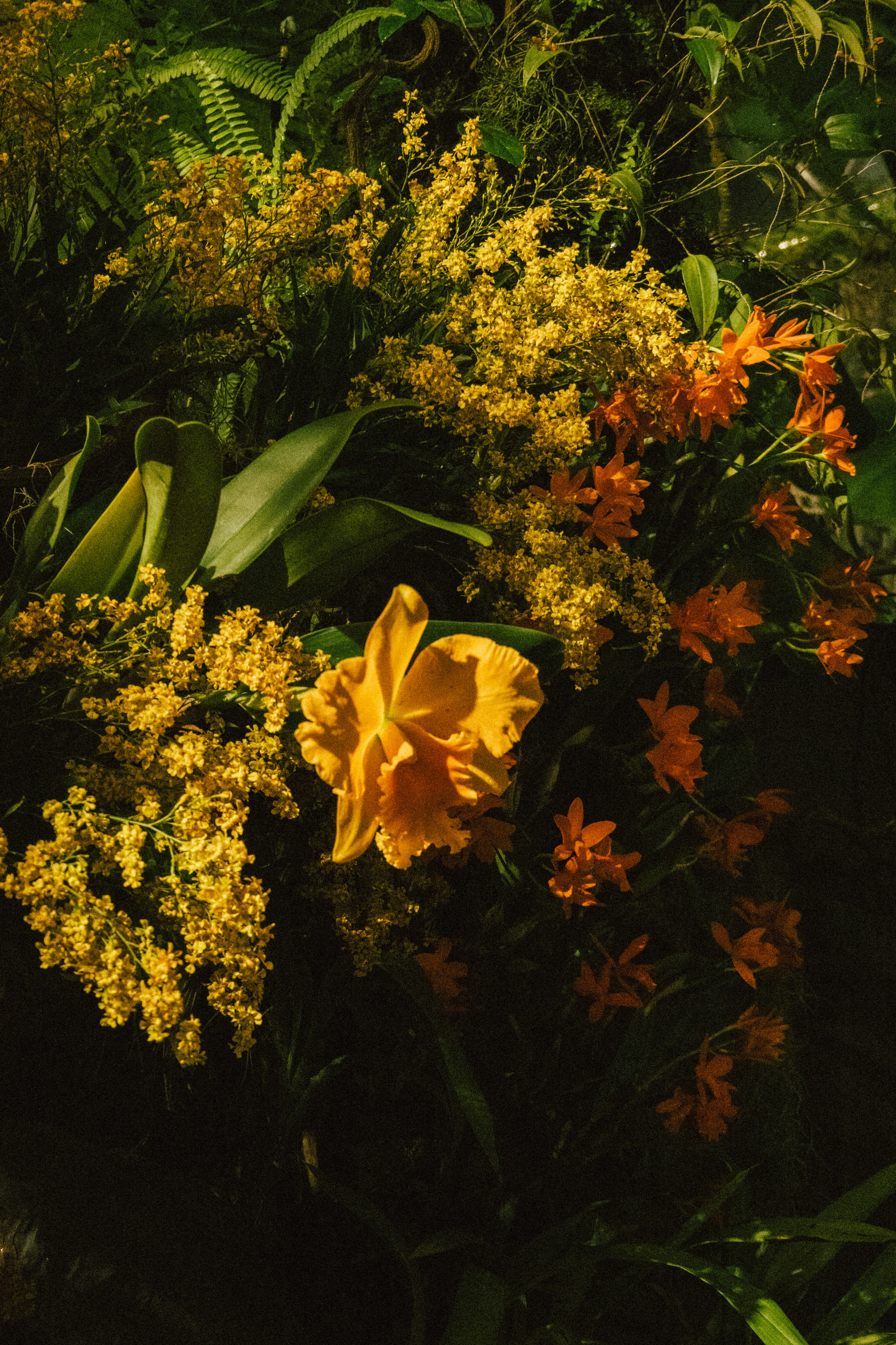 Amber Lily Amid a Cascade of Golden Blooms