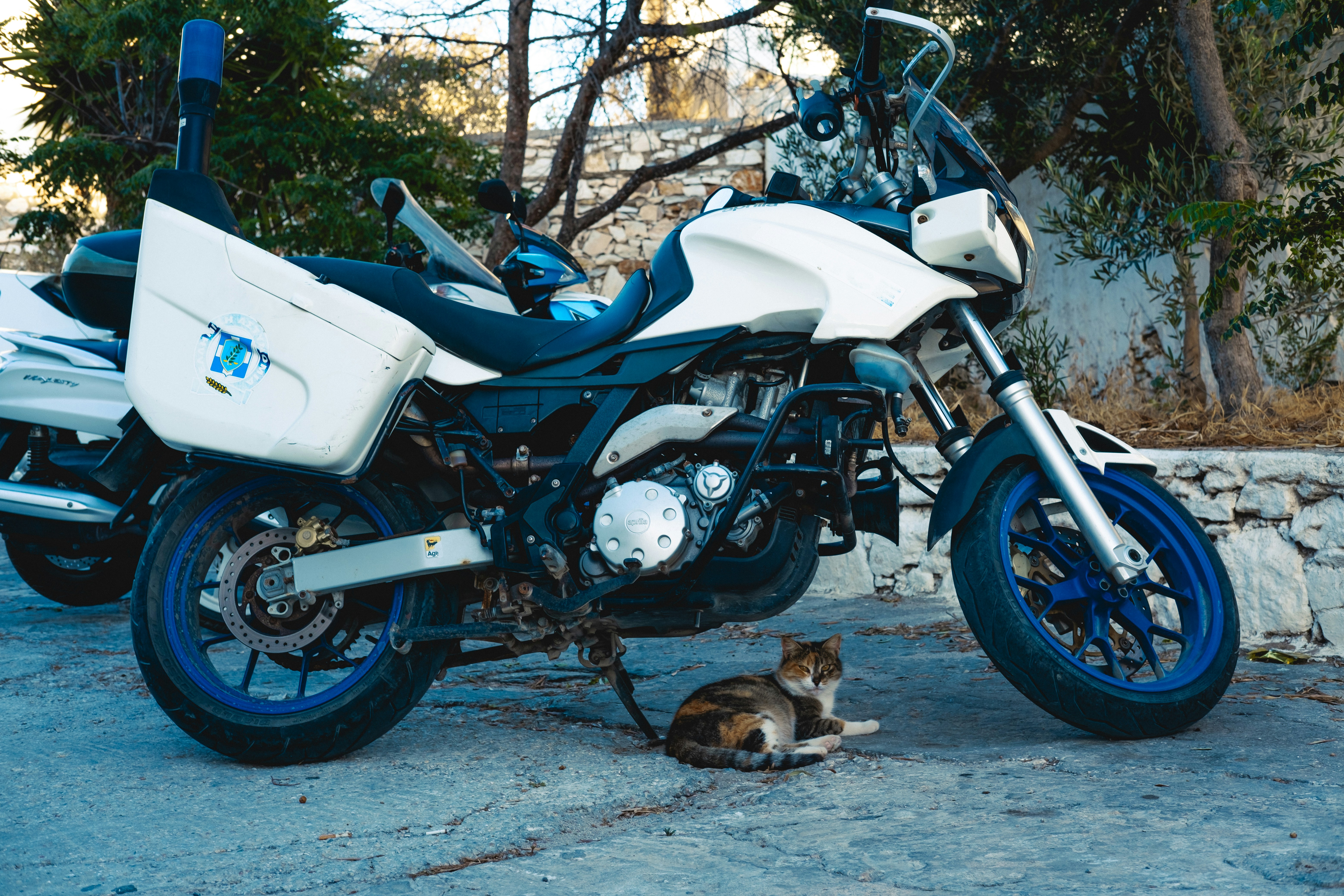 Cat Beneath the Ride: Quiet Moment by a White Adventure Bike