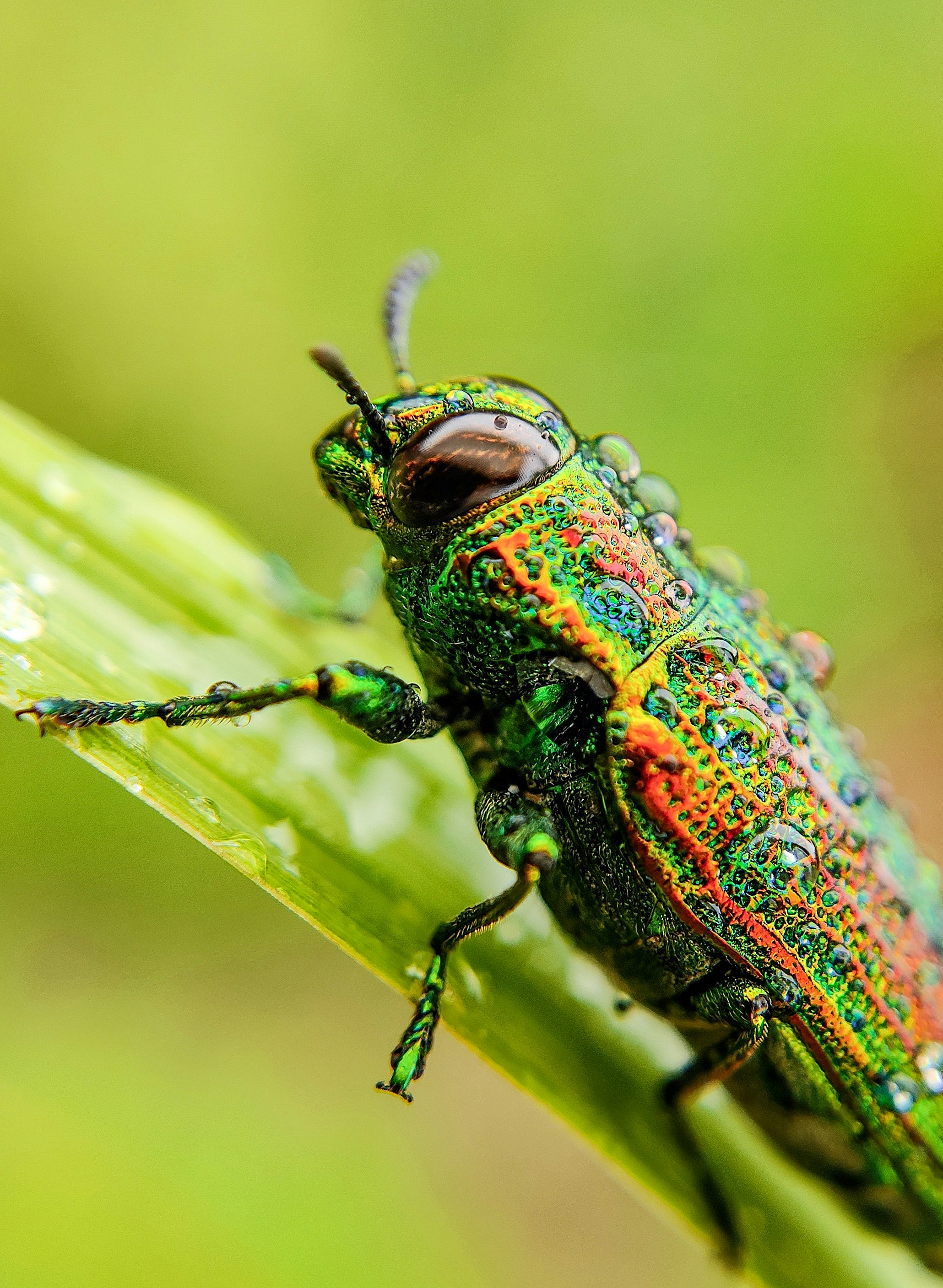 Un gros plan d’un insecte vert sur une feuille photo – Image gratuite ...
