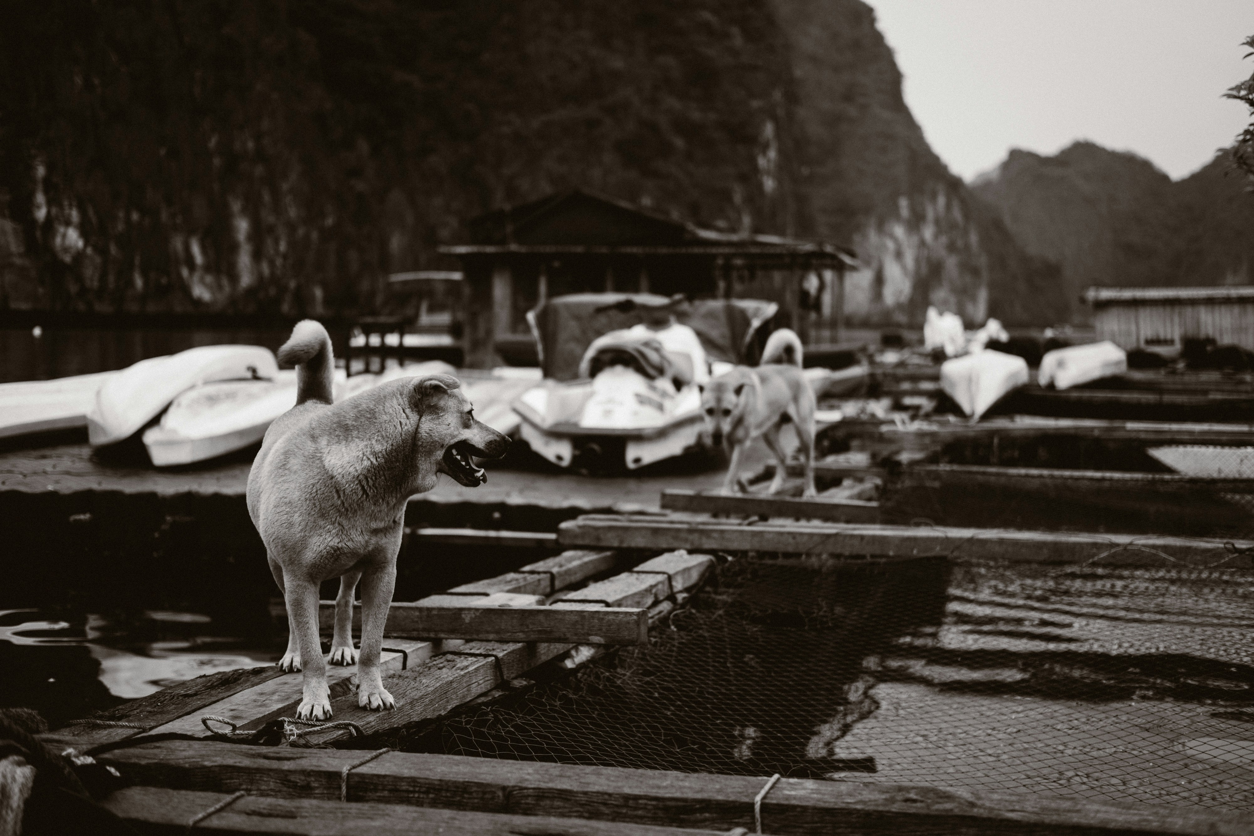 Dockside Sentinel: A Husky-Stand on a Quiet Pier