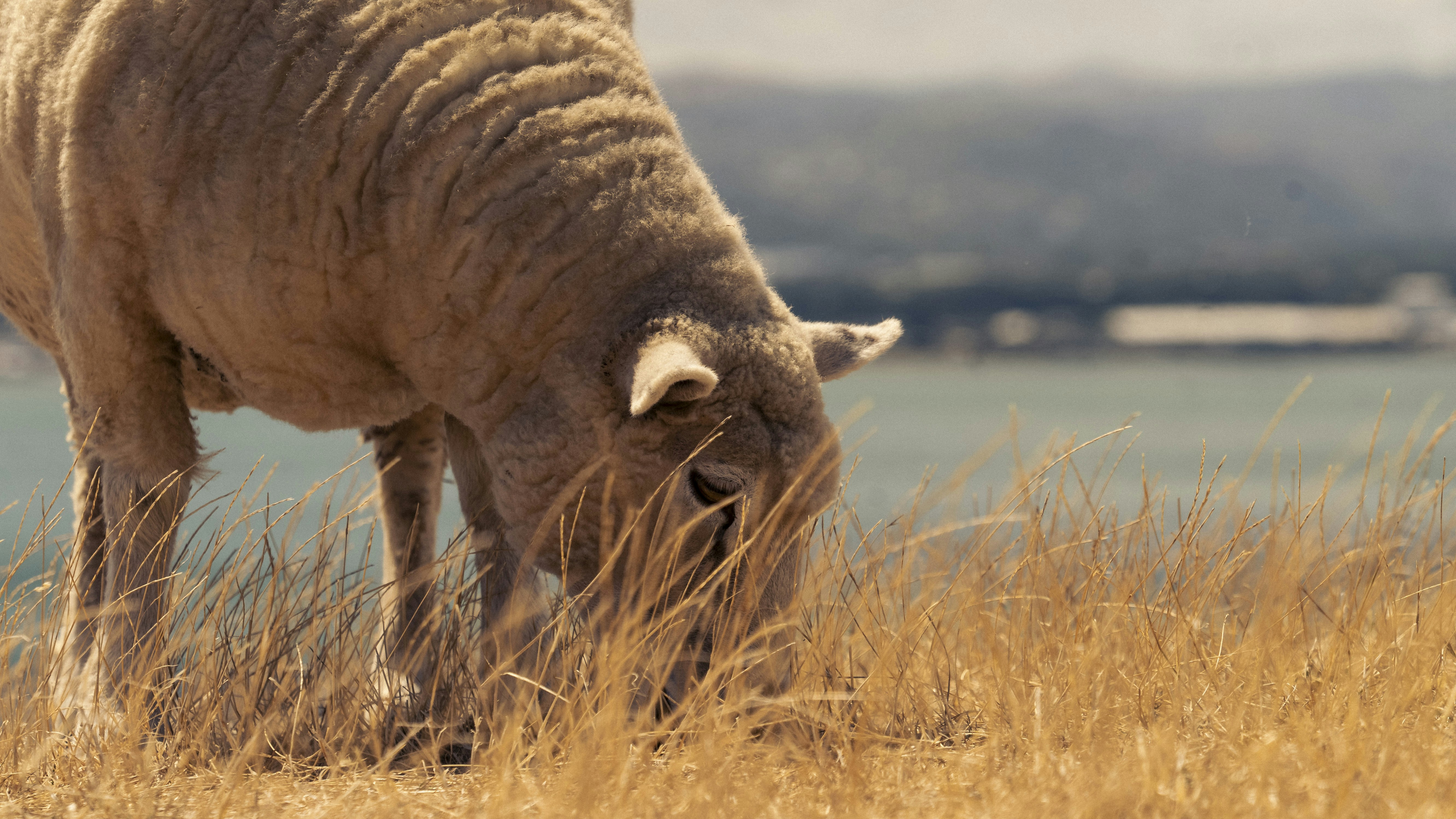 Buffalo in Golden Grass by a Quiet Lake