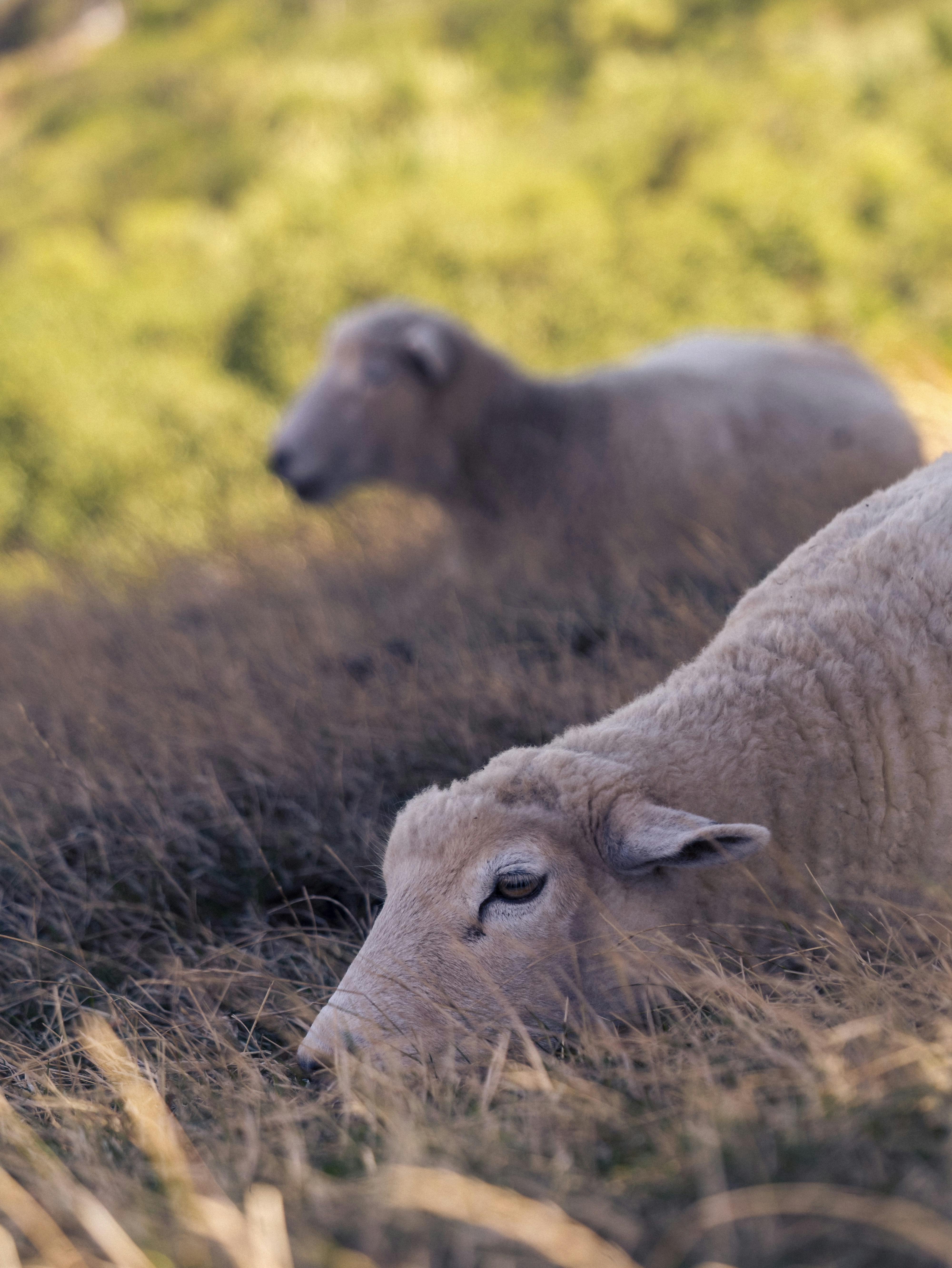 Golden Quiet: A Sheep Resting in the Tall Grass