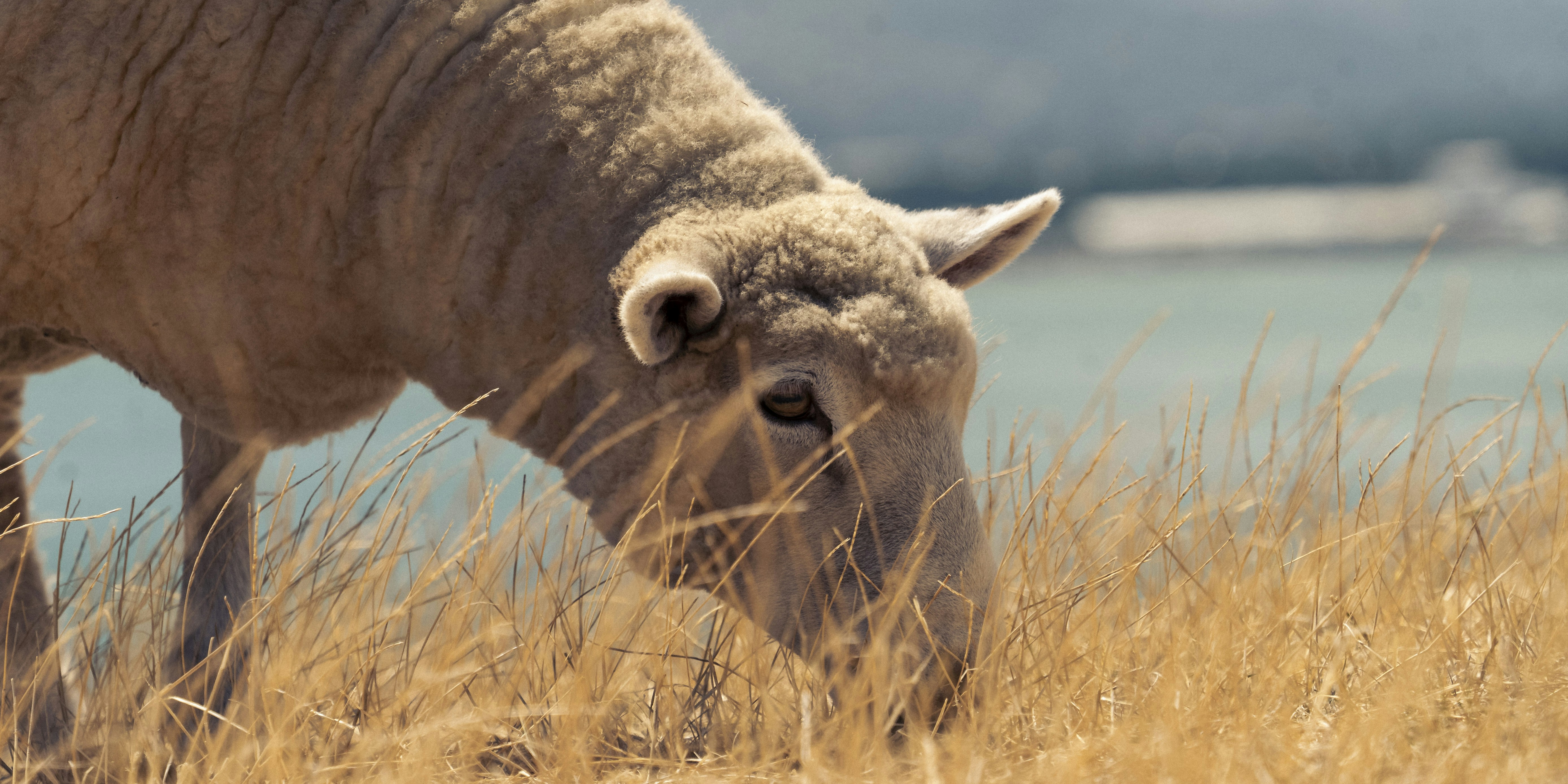 Coastal Grazing: A Sheep Nibbles Amid Golden Grasses by Windy Shore