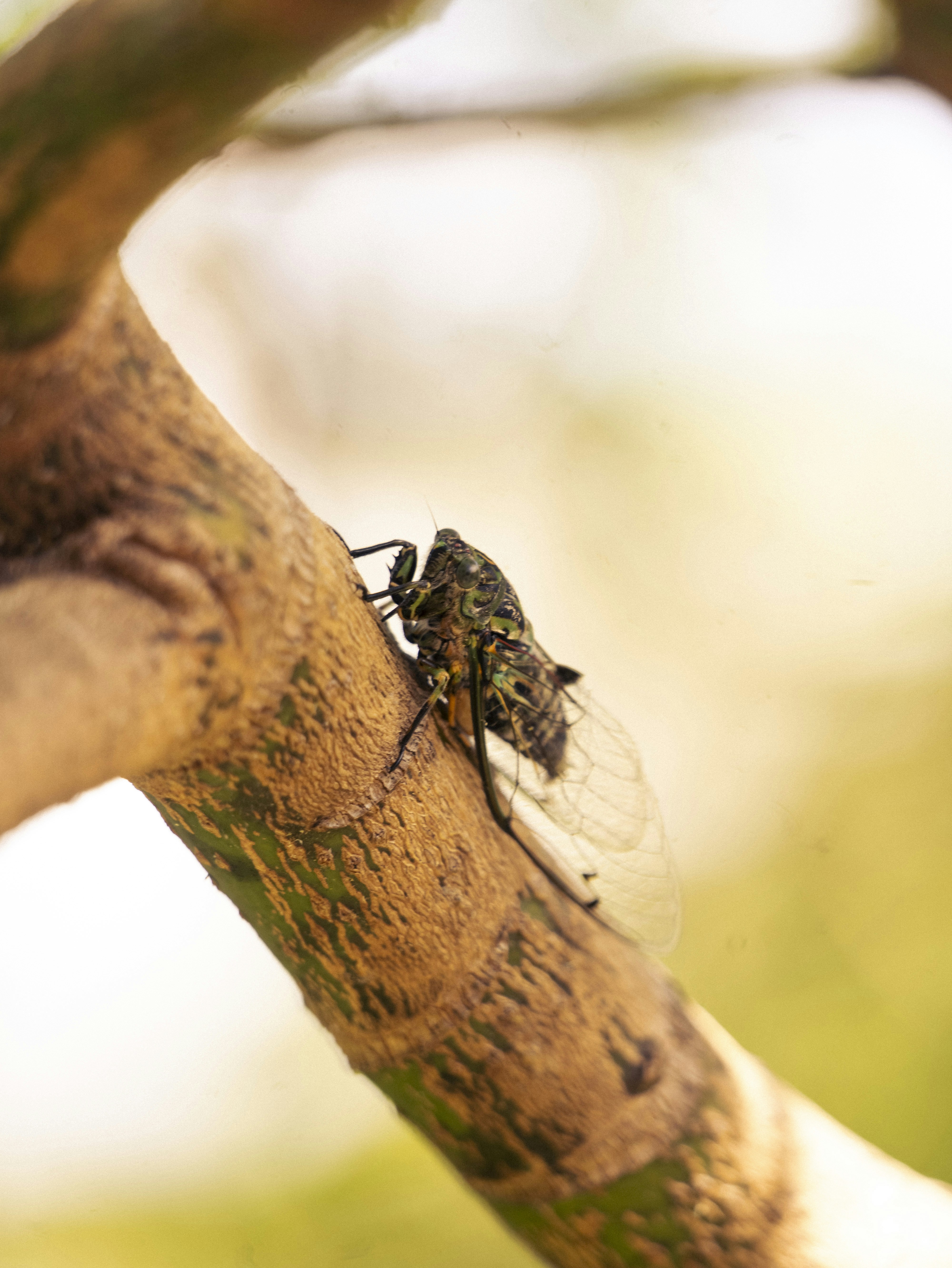 Photo by Mario Amé with Sony Alpha 7C