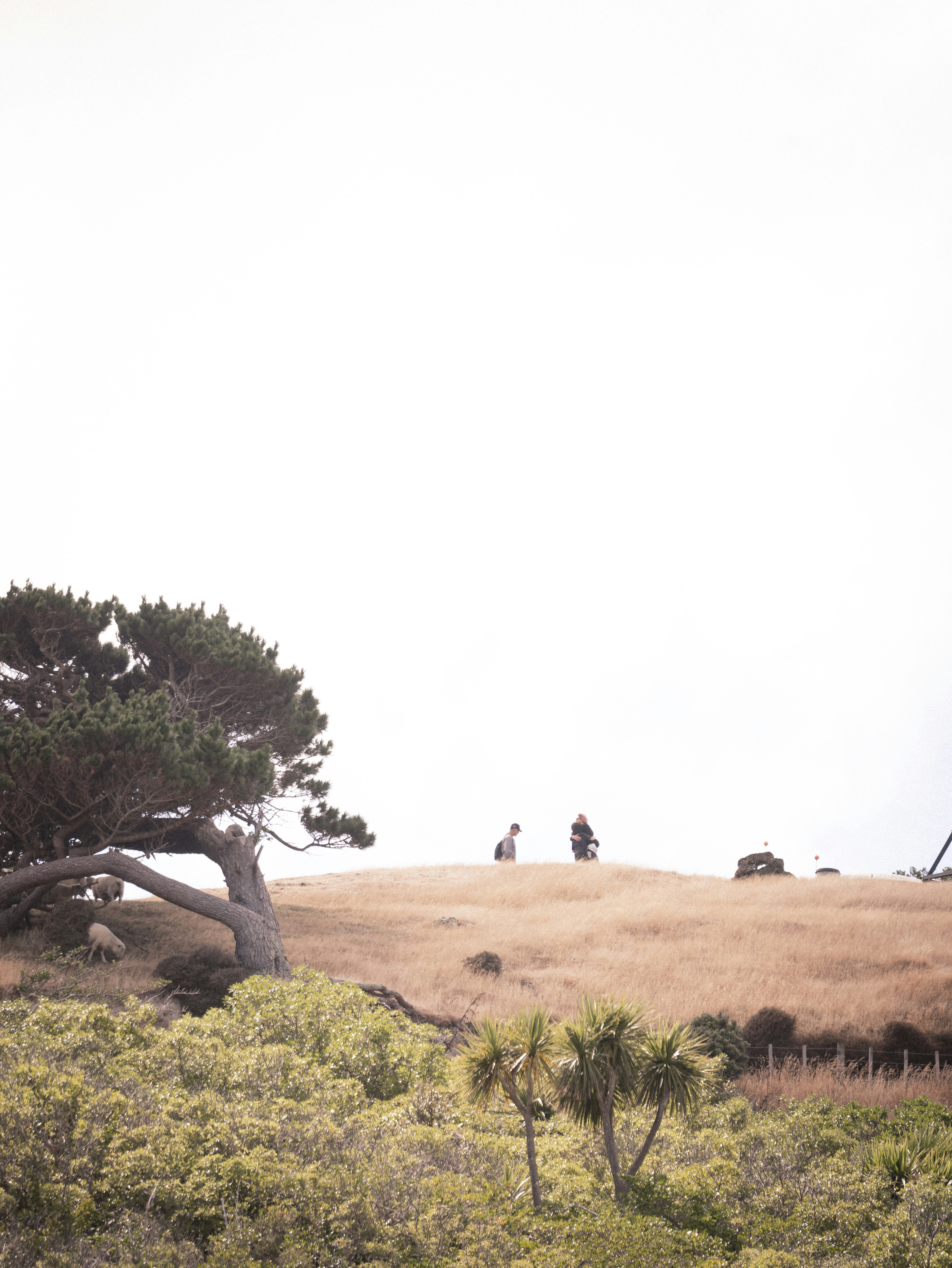 Hikers crest a sunlit hill framed by a windswept foreground tree
