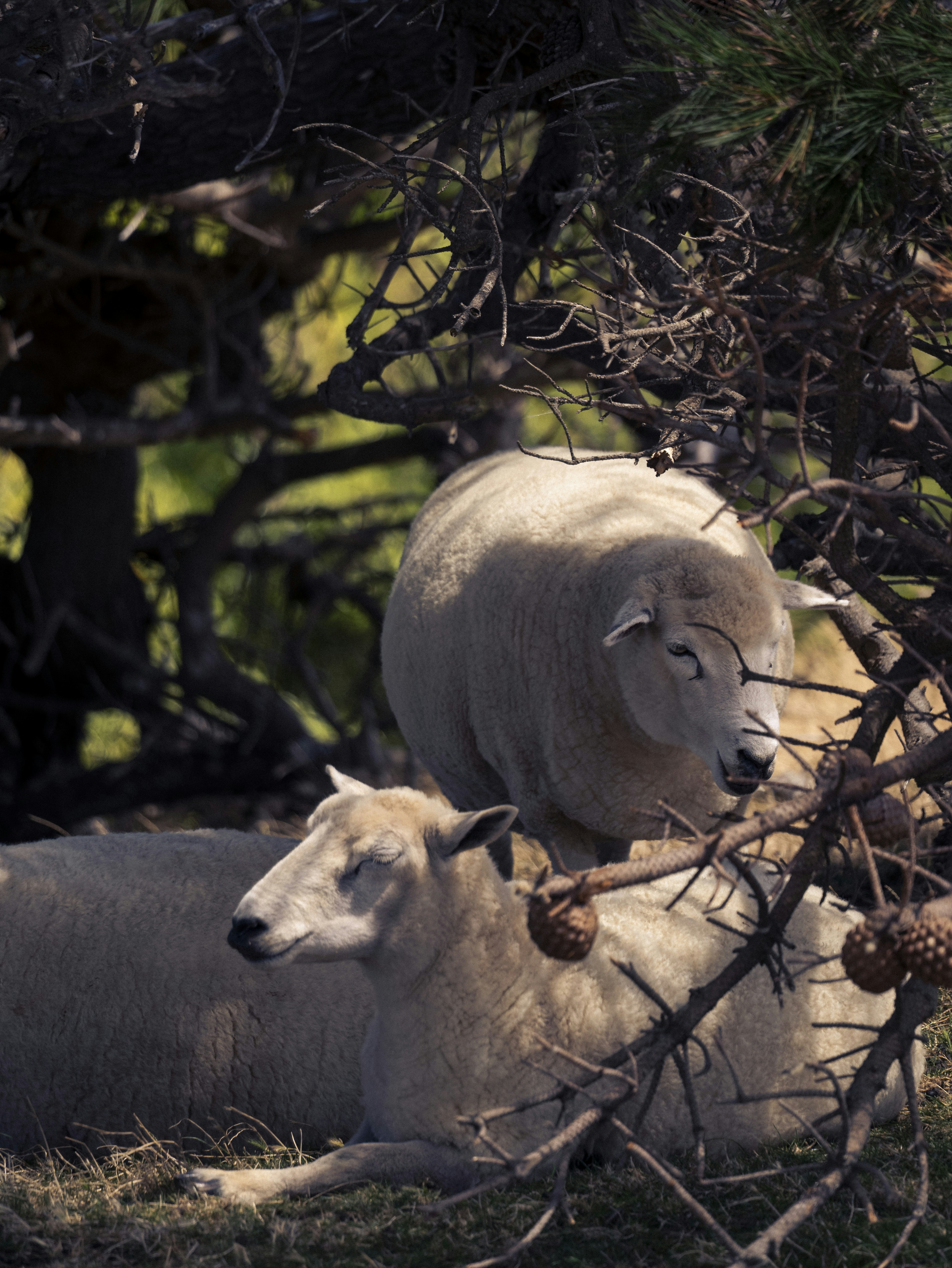 Cozy Pineside Rest: Two Sheep in Sunlit Shade