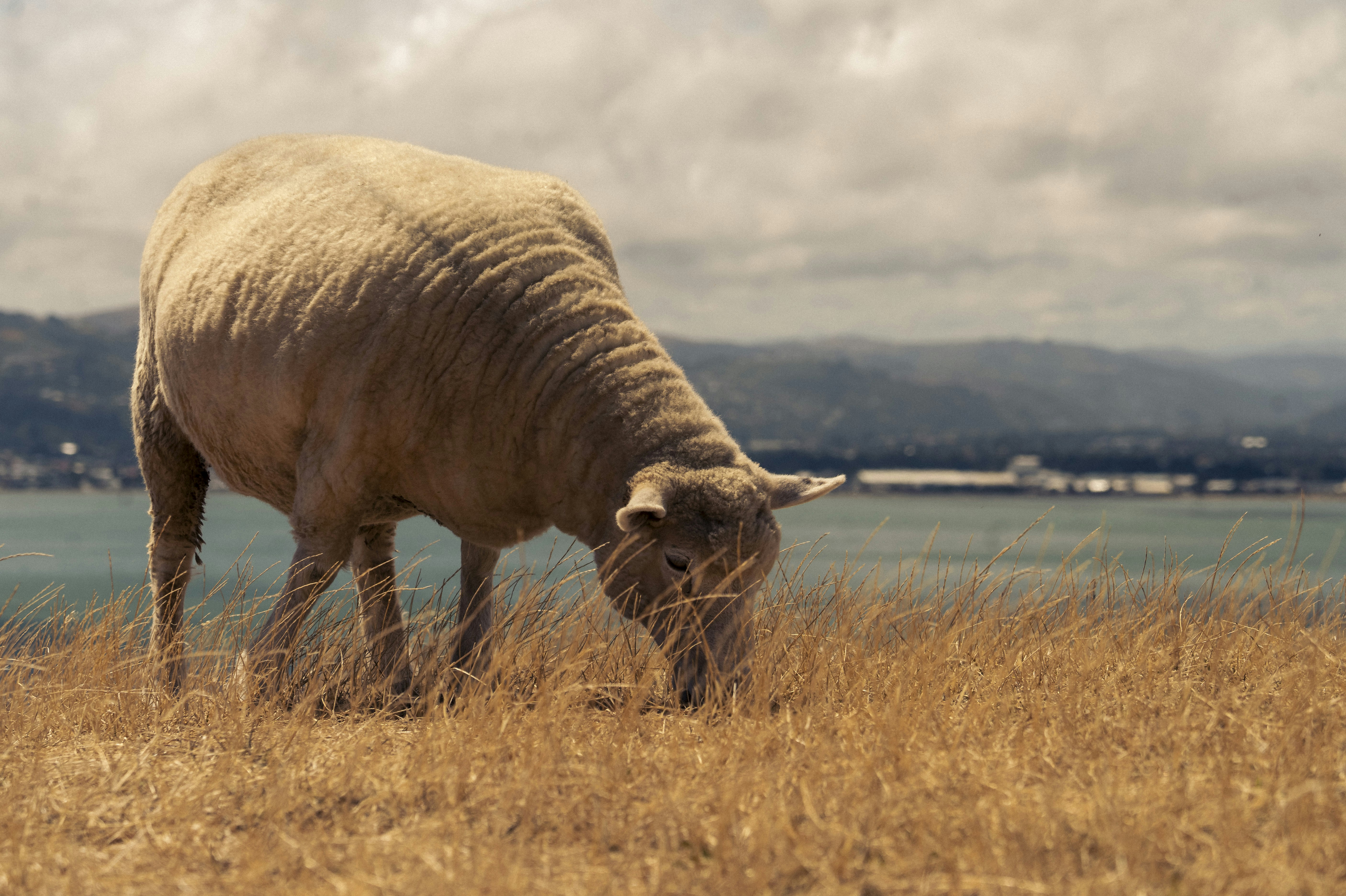 Golden Grazing: A solitary sheep amid sunlit grasses by a distant lake