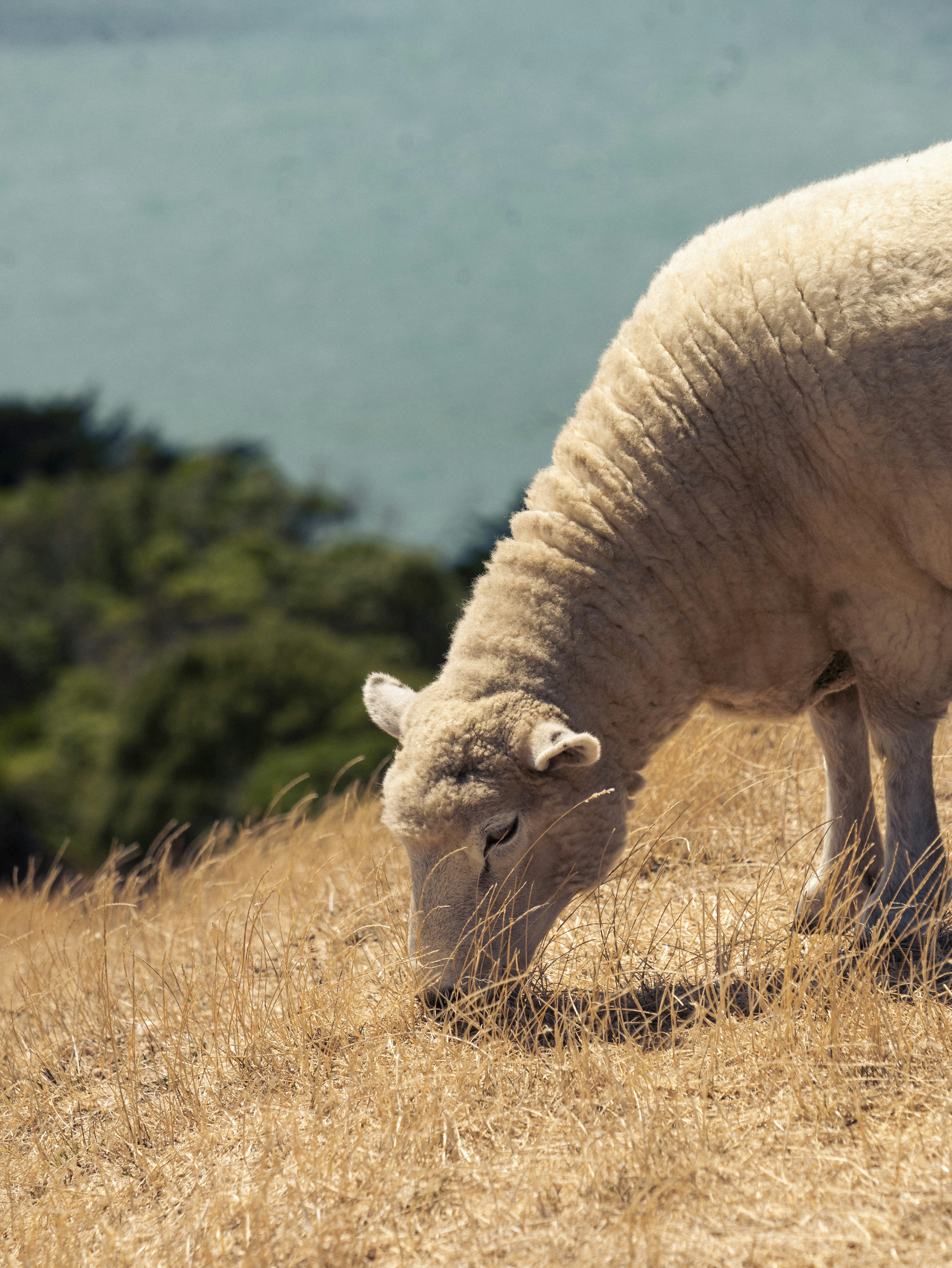 Grazing in Golden Hills: A Sheep Amid Dry Grass by the Sea Cliffs