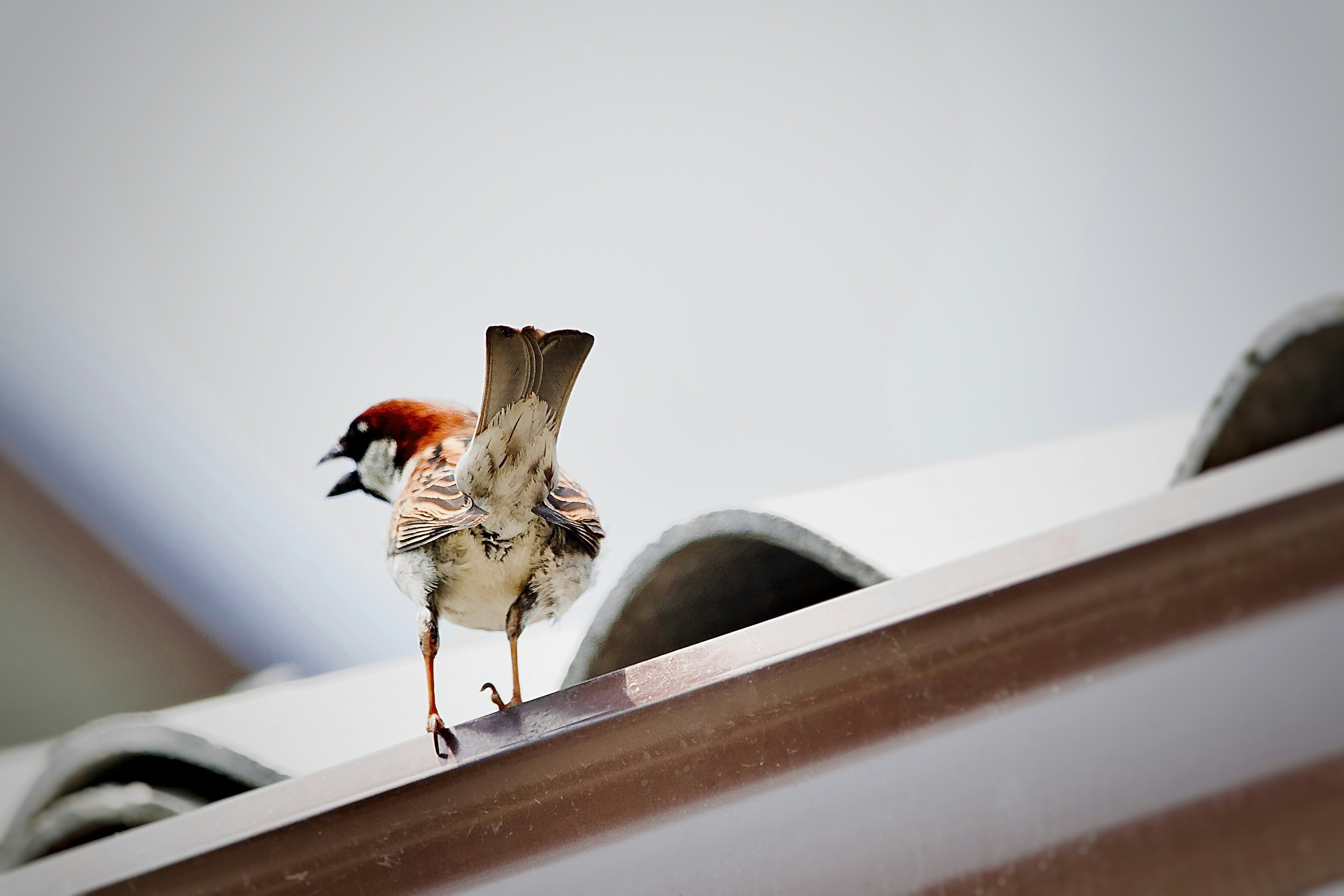 A small bird standing on top of a roof