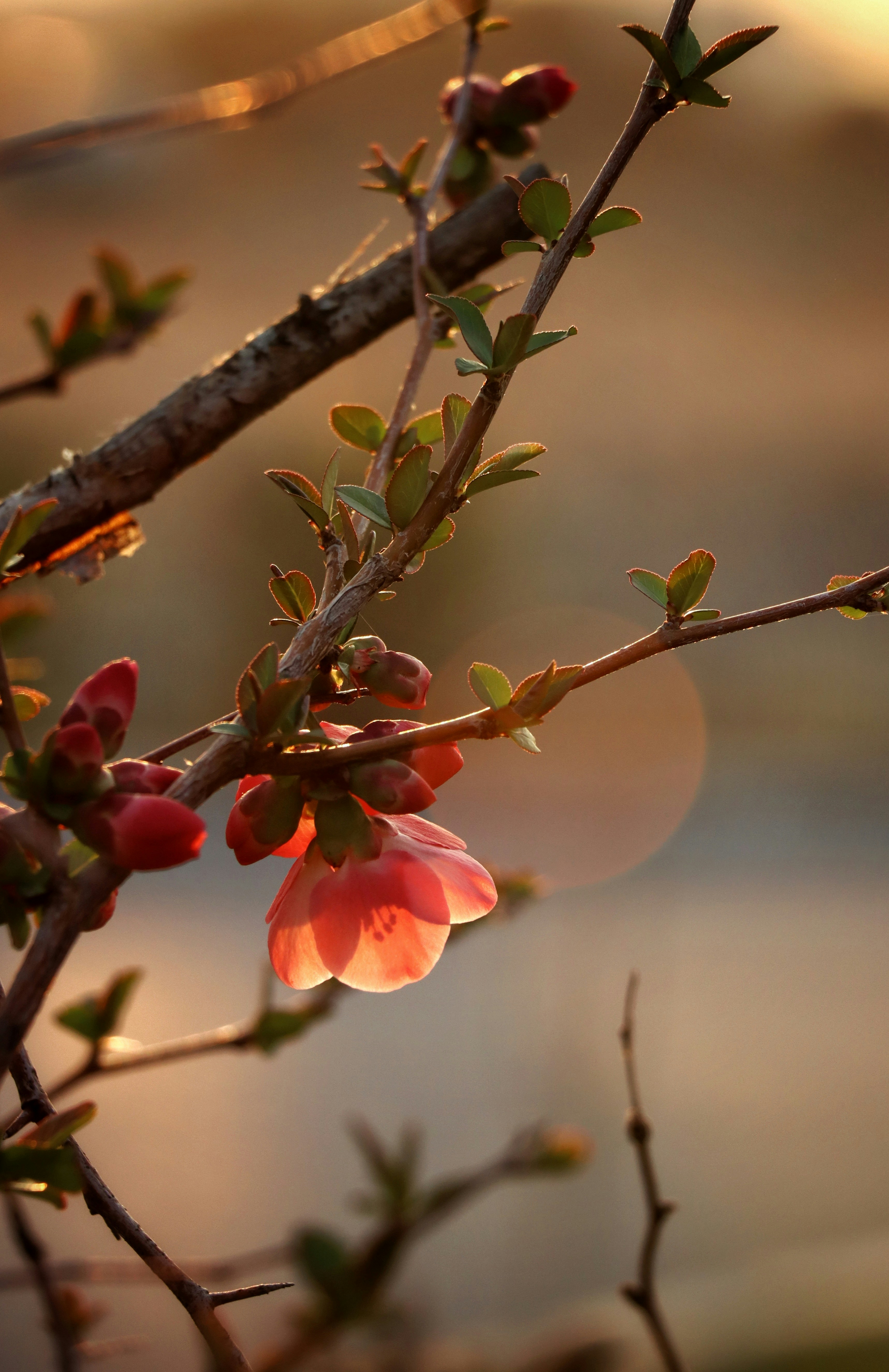 College Pink Pictures | Download Free Images on Unsplash