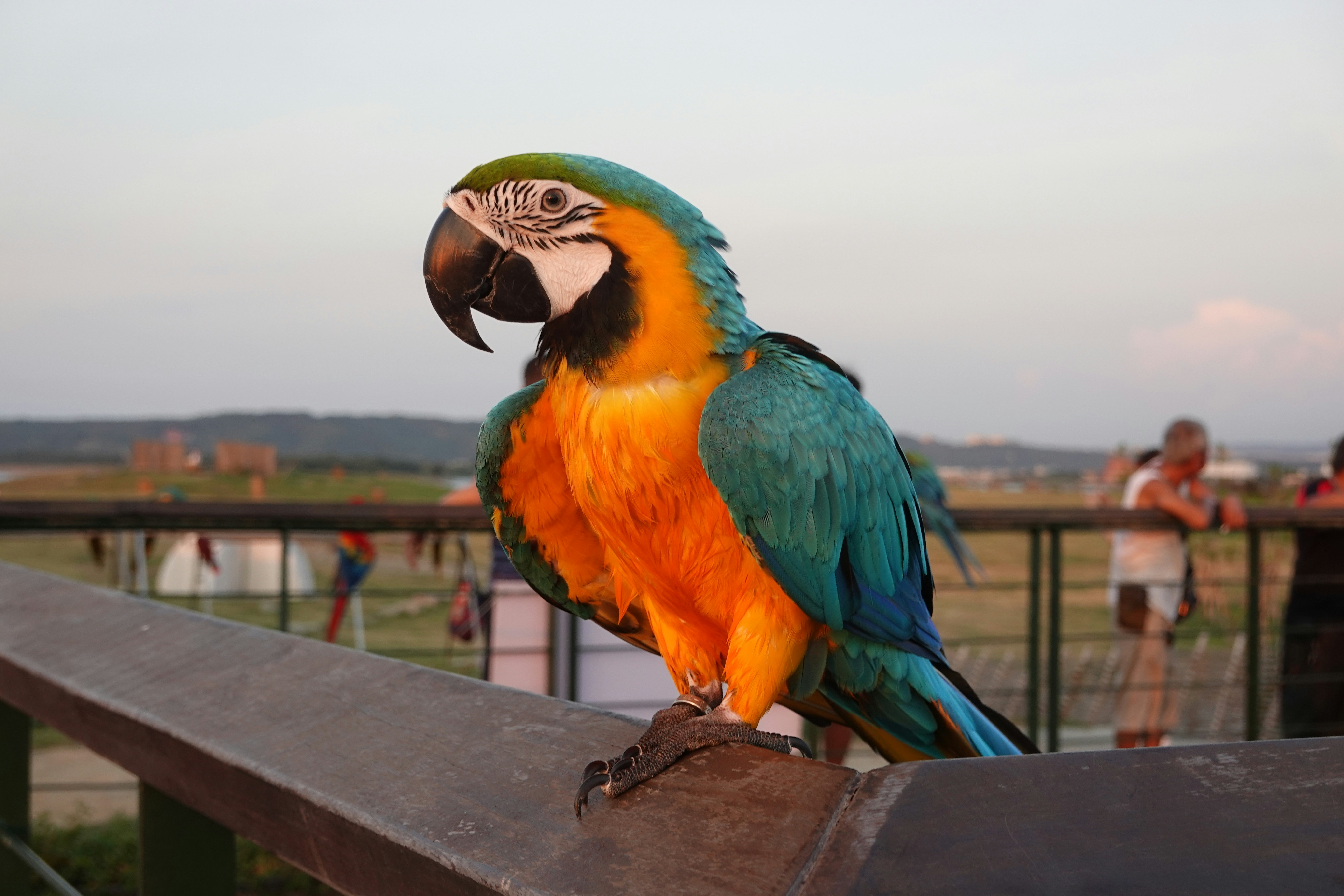 Macaw on the Rails: A Burst of Sapphire and Amber at Dusk
