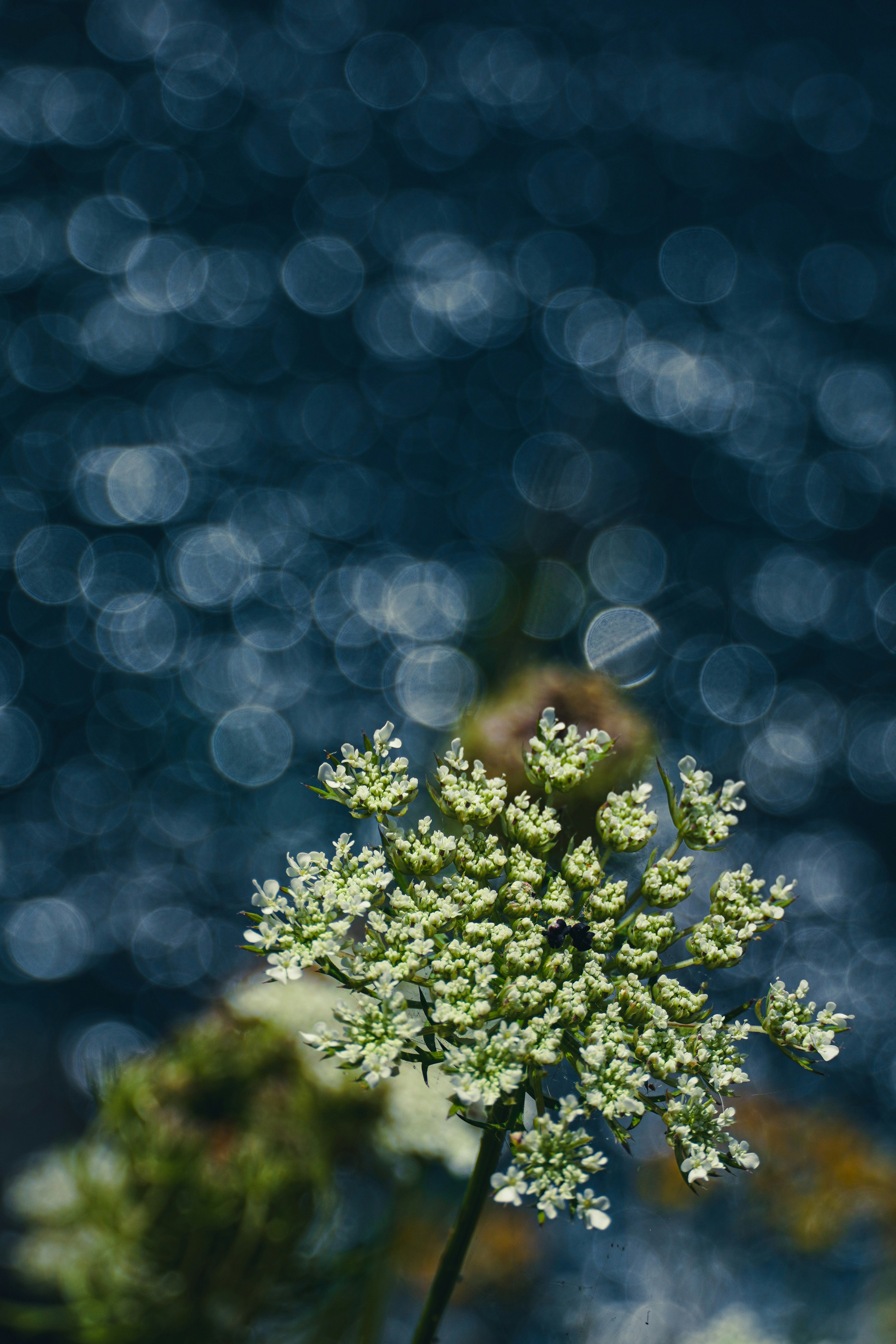White Lace Umbel Anchored in a Sea of Azure Bokeh