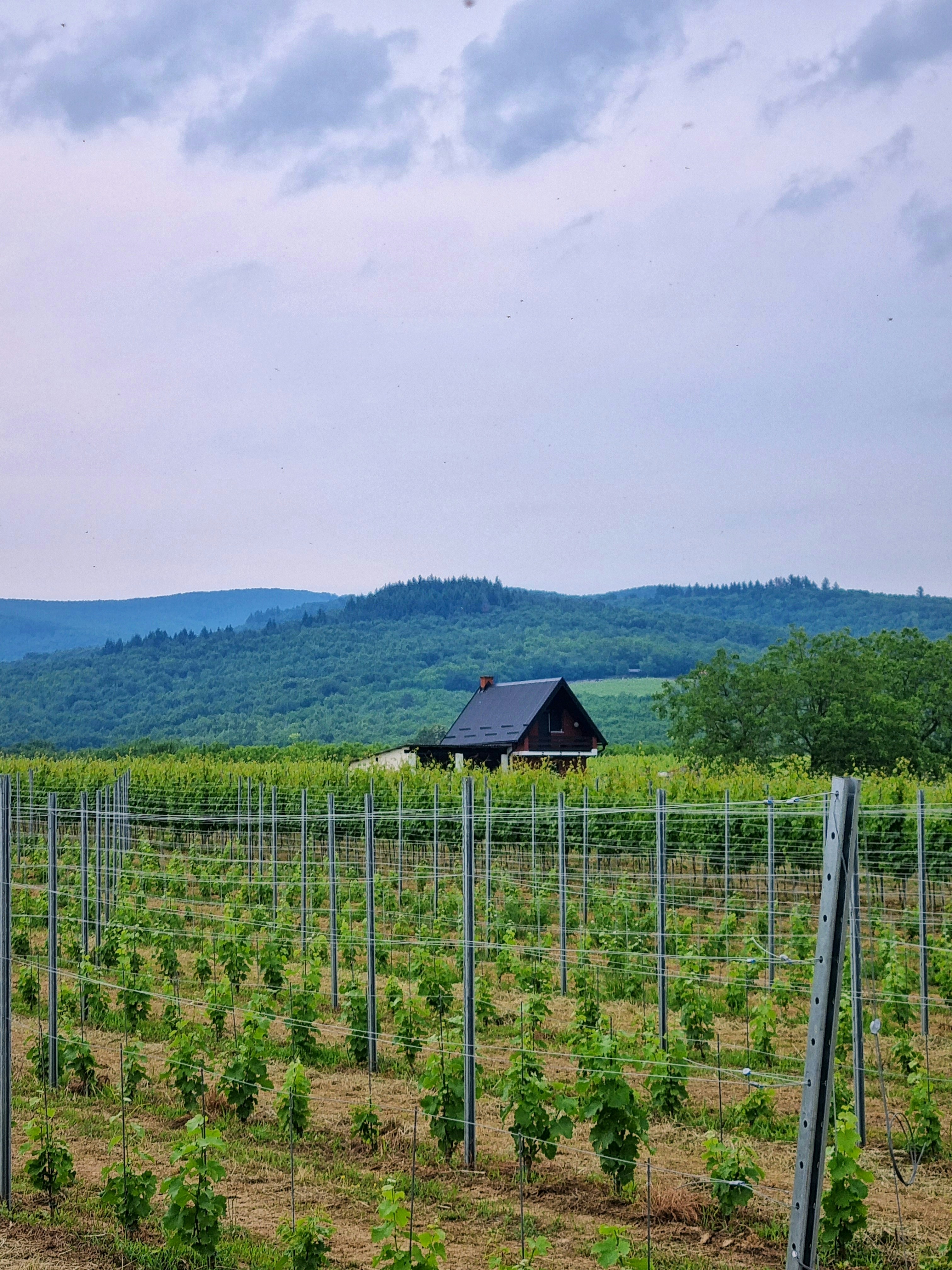 Horizon Vineyard: A Cottage Nestled Among Green Waves of Vines