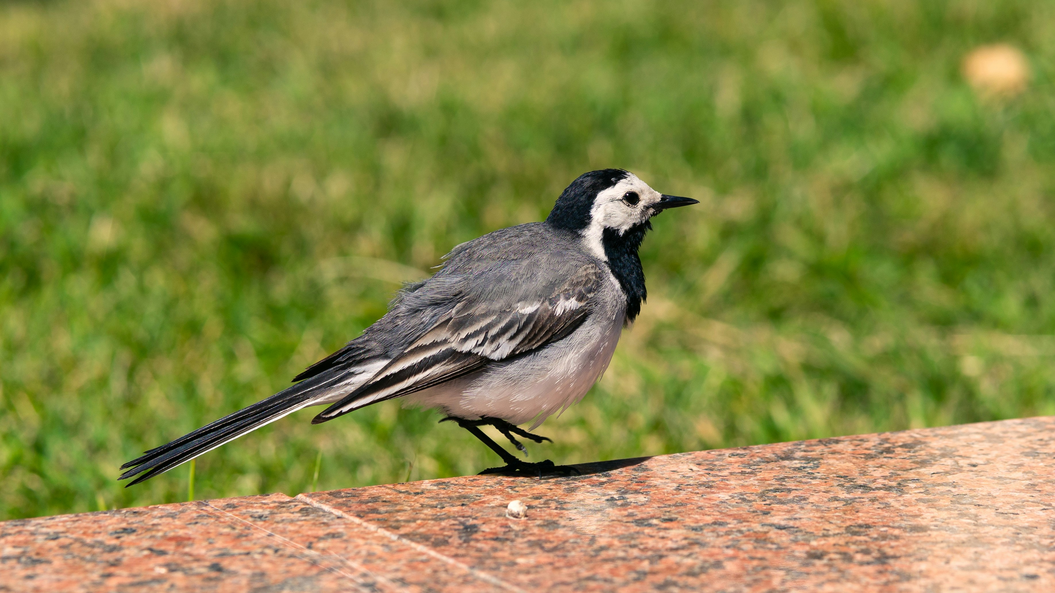 Wagtail on a Brick Ledge: Quiet Transition Between Brick and Grass