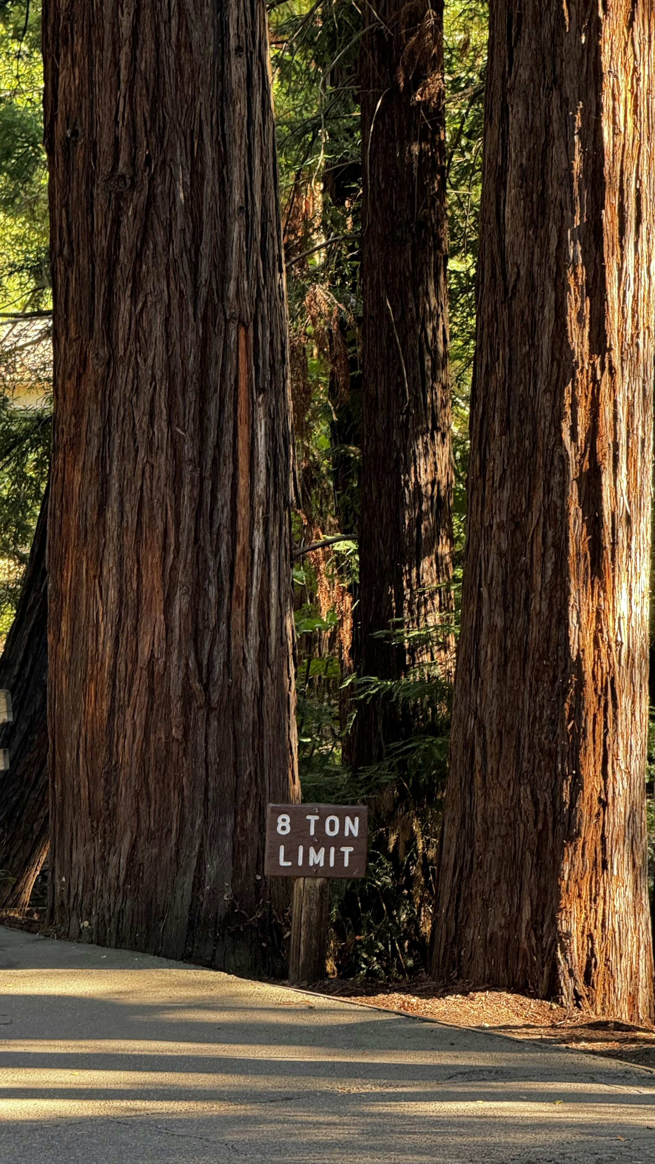 A street sign in the middle of a forest photo – Free Ca Image on Unsplash