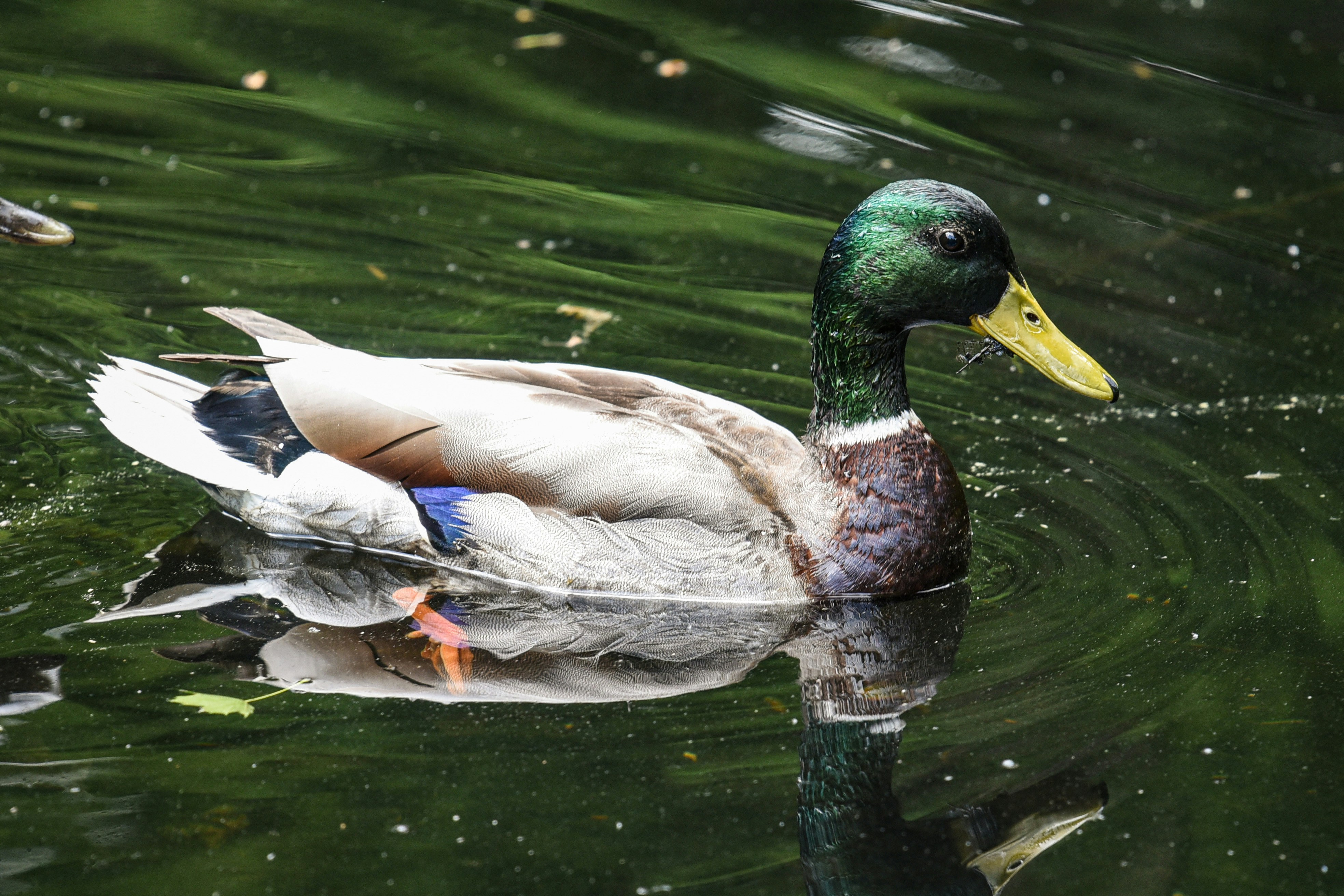 A duck floating on top of a body of water photo – Free Usa Image on ...