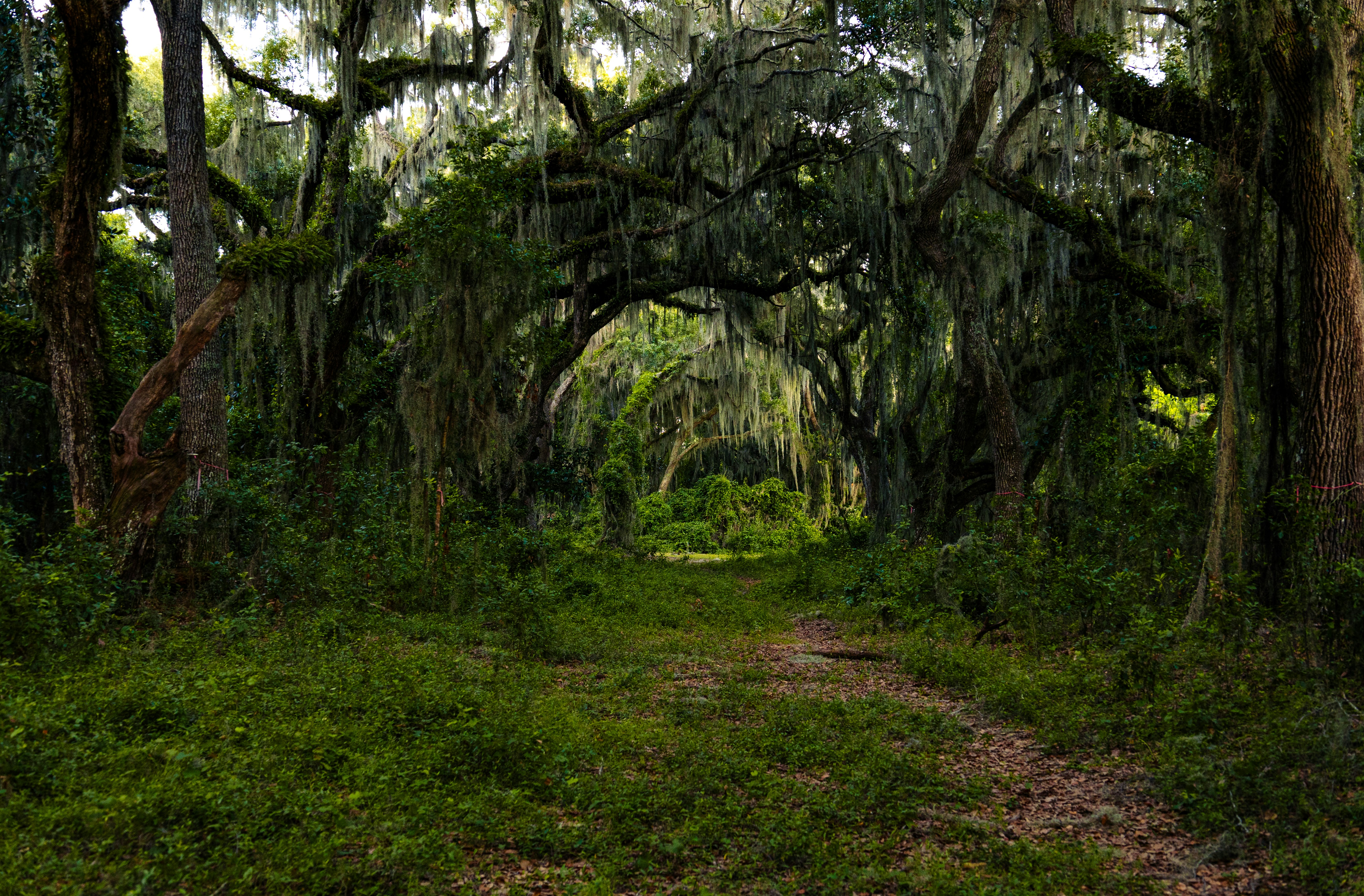 Dirt road flanked by moss-draped trees forming a natural archway.