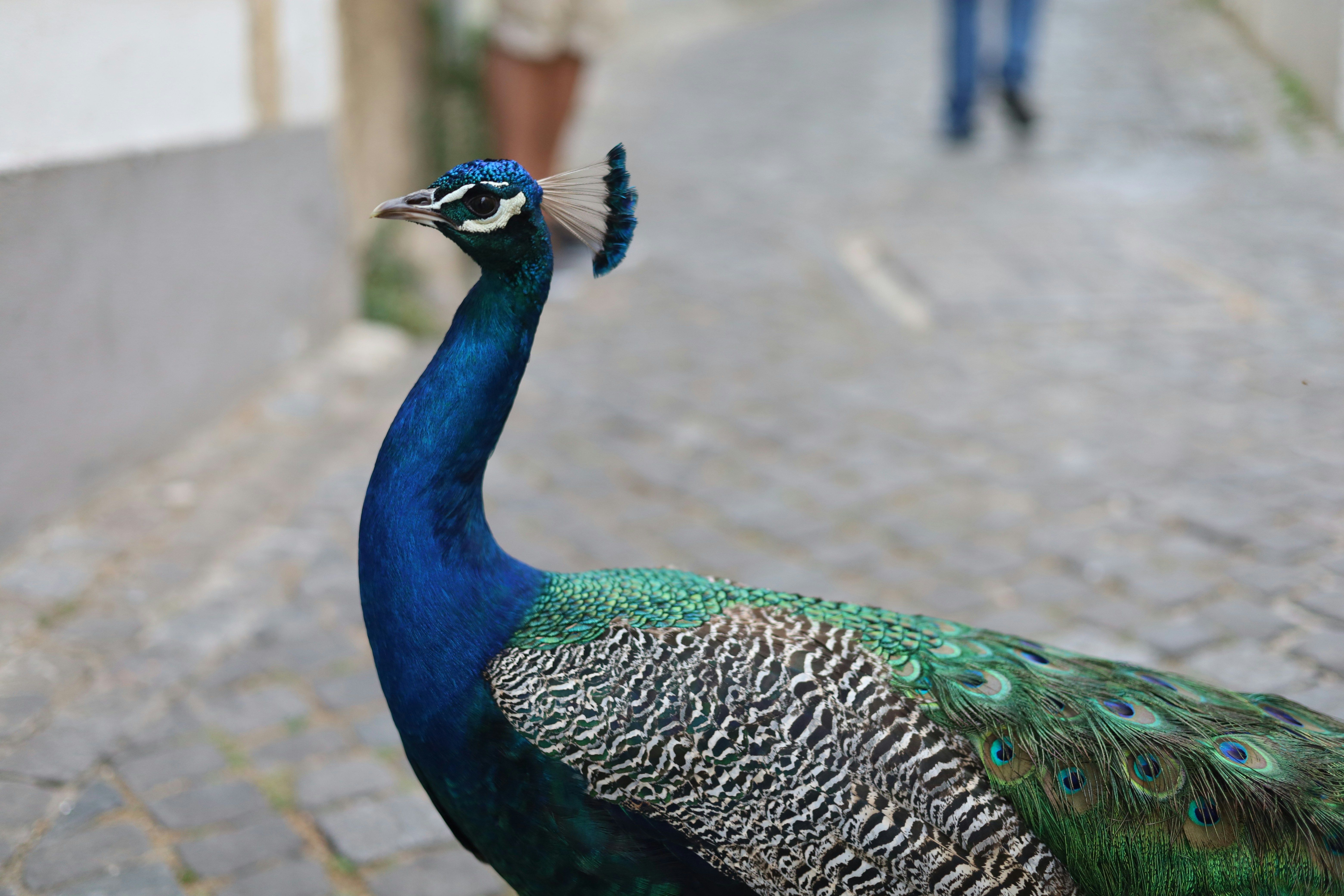 Photo by Maria Kuznetsova with Canon EOS RP