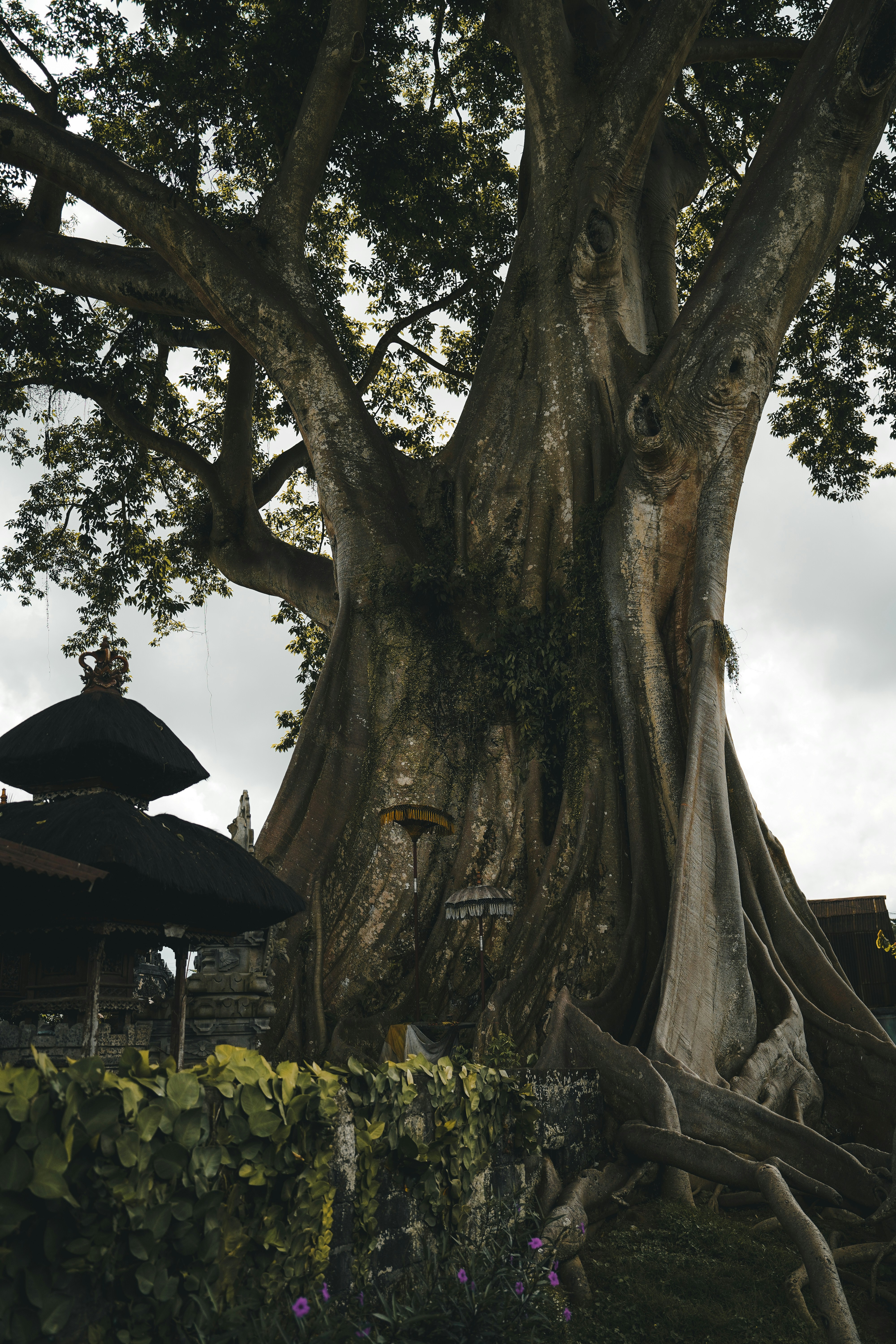 A large tree with umbrellas on top of it photo – Free Bali Image on ...
