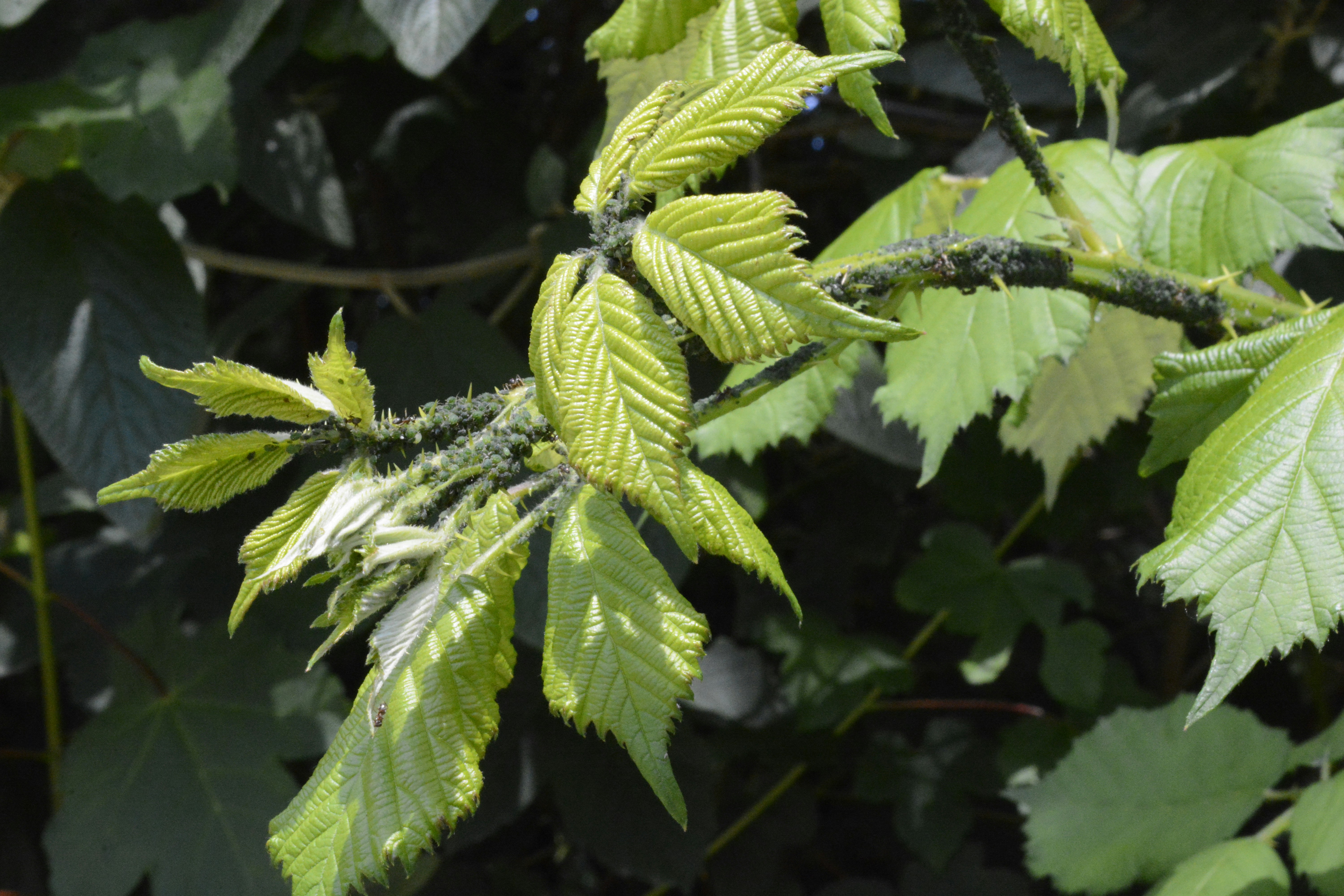 Vibrant green leaves unfurling on a branch against a dark backdrop, showcasing the beauty of spring's renewal.