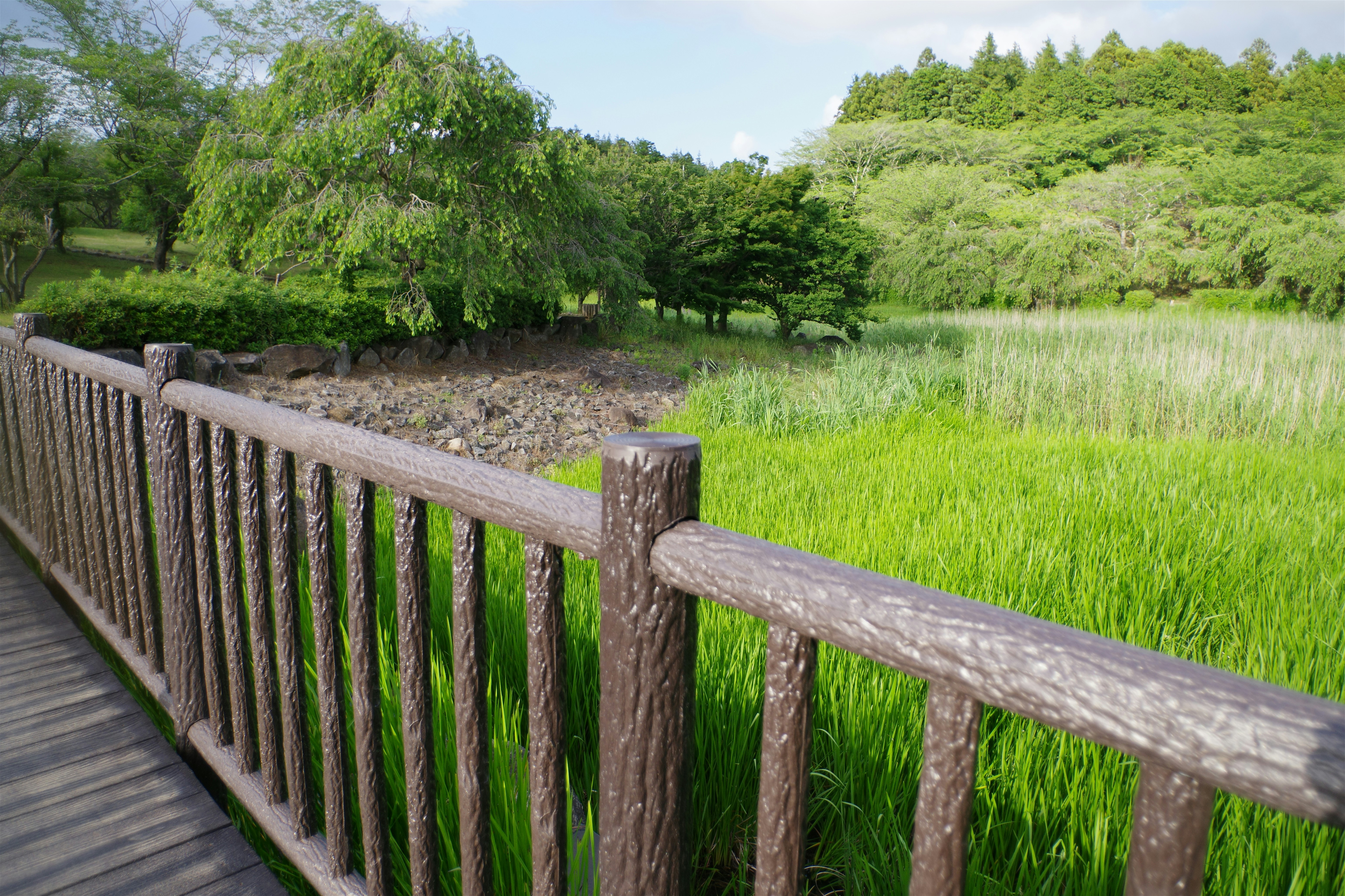 新緑と美しい花が織りなす絶景 A superb view of fresh greenery and beautiful flowersNaoki Suzuki