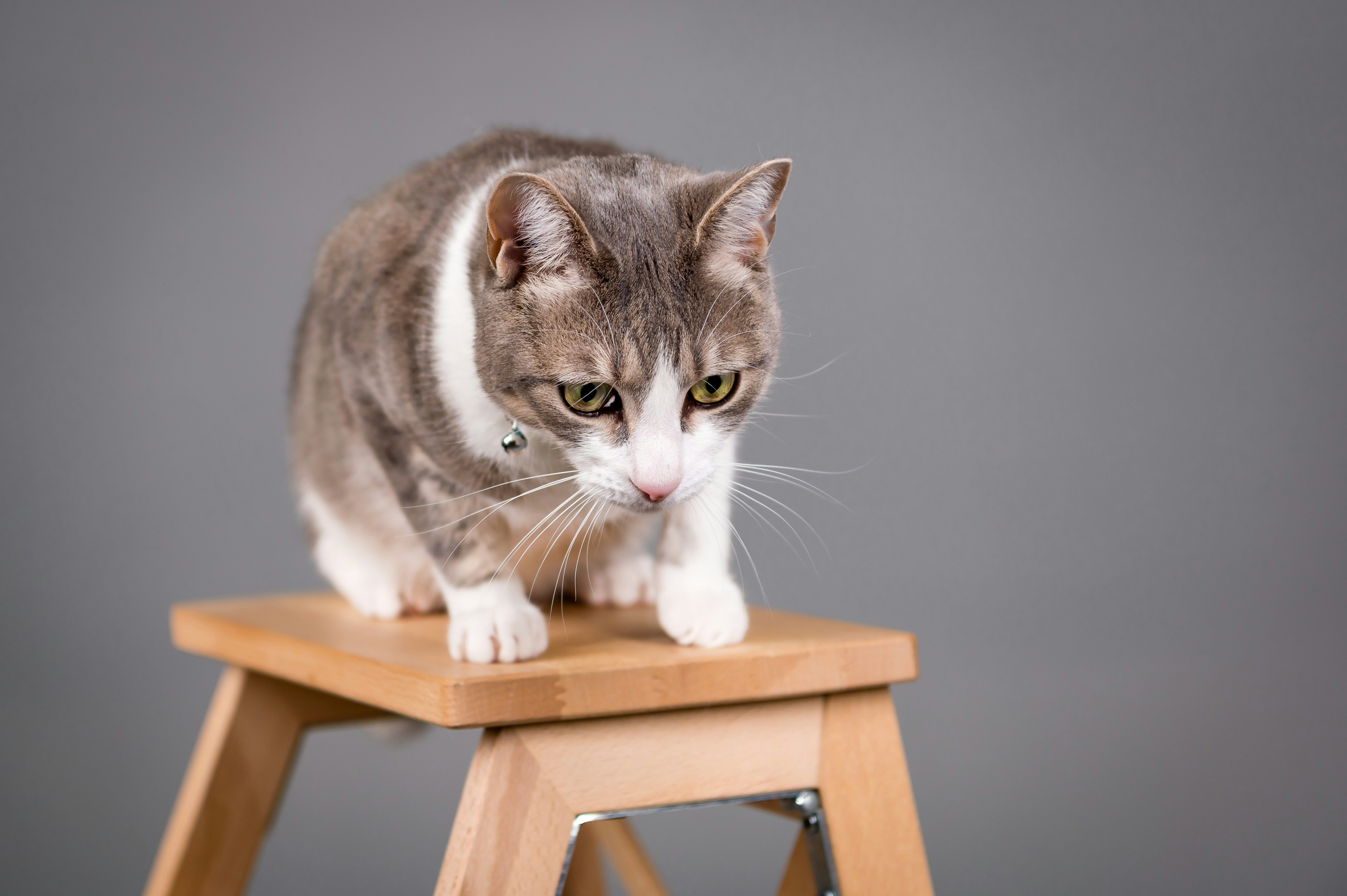 Stoolbound Gaze: A Cat on a Quiet Wooden Stage