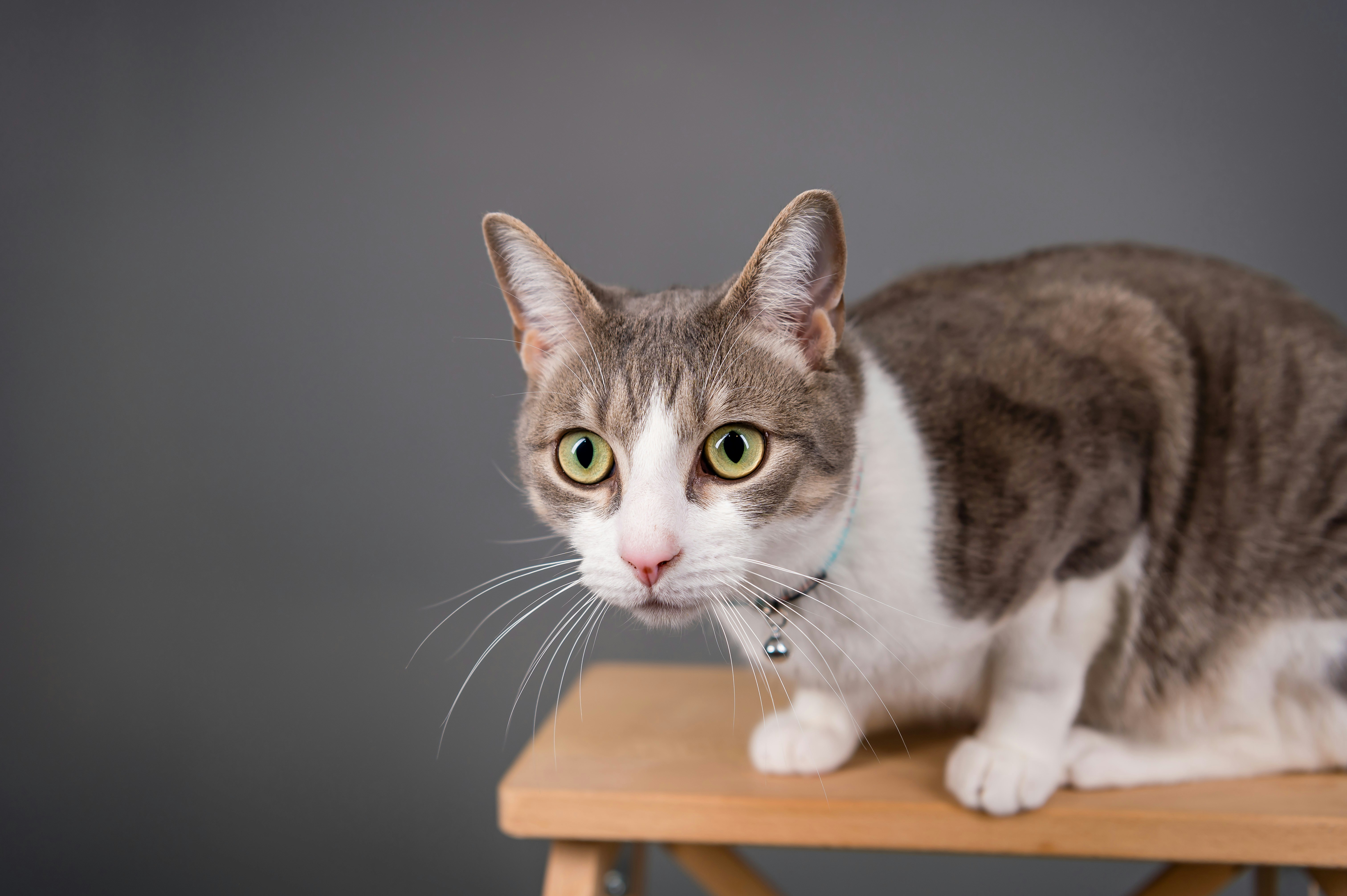 Portrait of Curious Whiskers: A Cat Pausing on a Wooden Stool