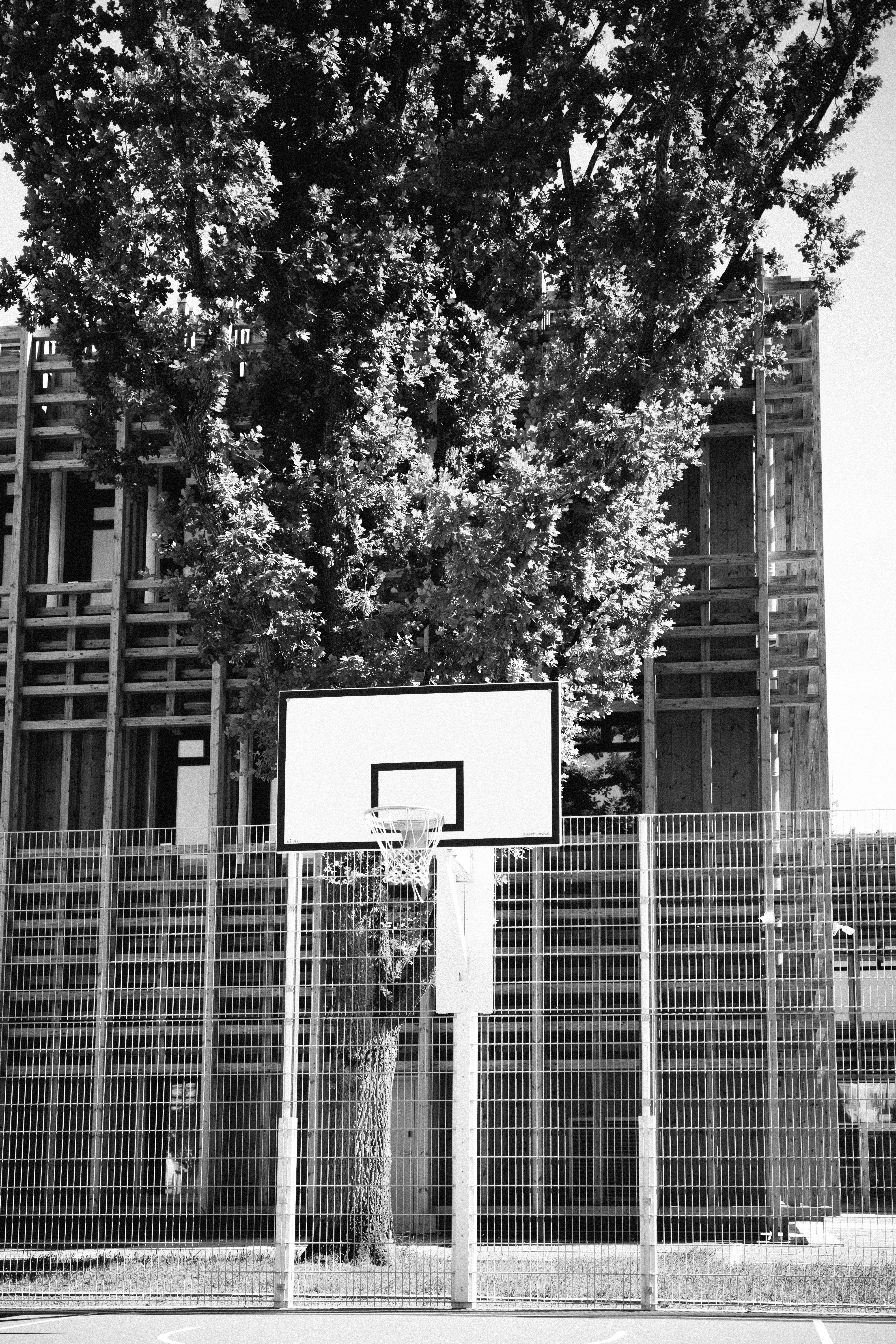 Monochrome Hoop: A Quiet Ballet of Fence, Net, and Tree