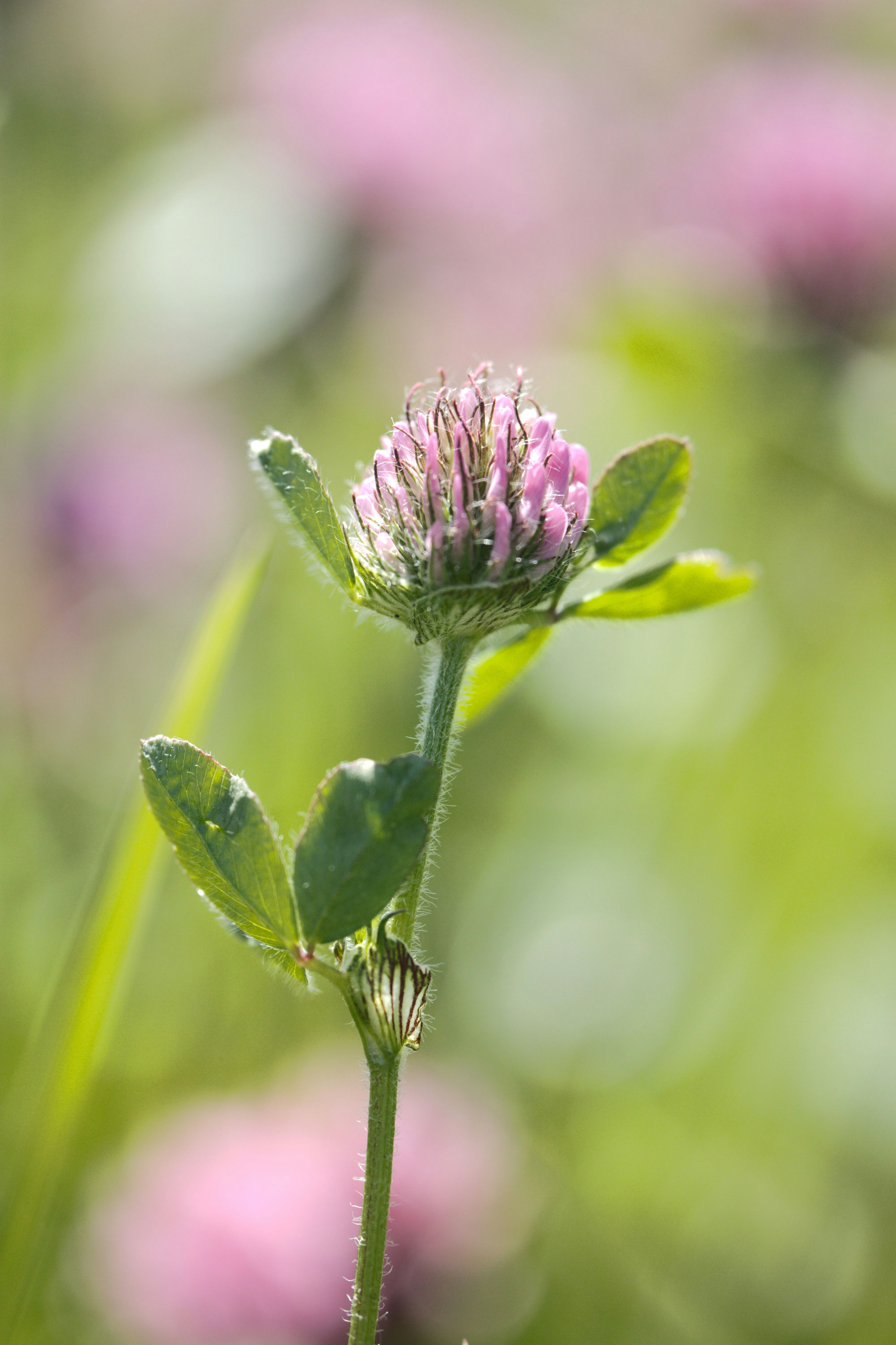 Un primo piano di un fiore in un campo foto – Immagine gratis di Pianta ...